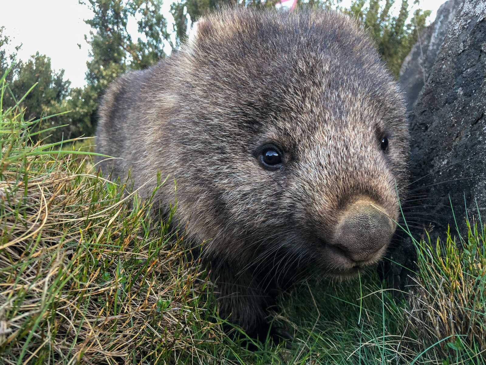 Wombat Wallpapers (35 images) - WallpaperCat