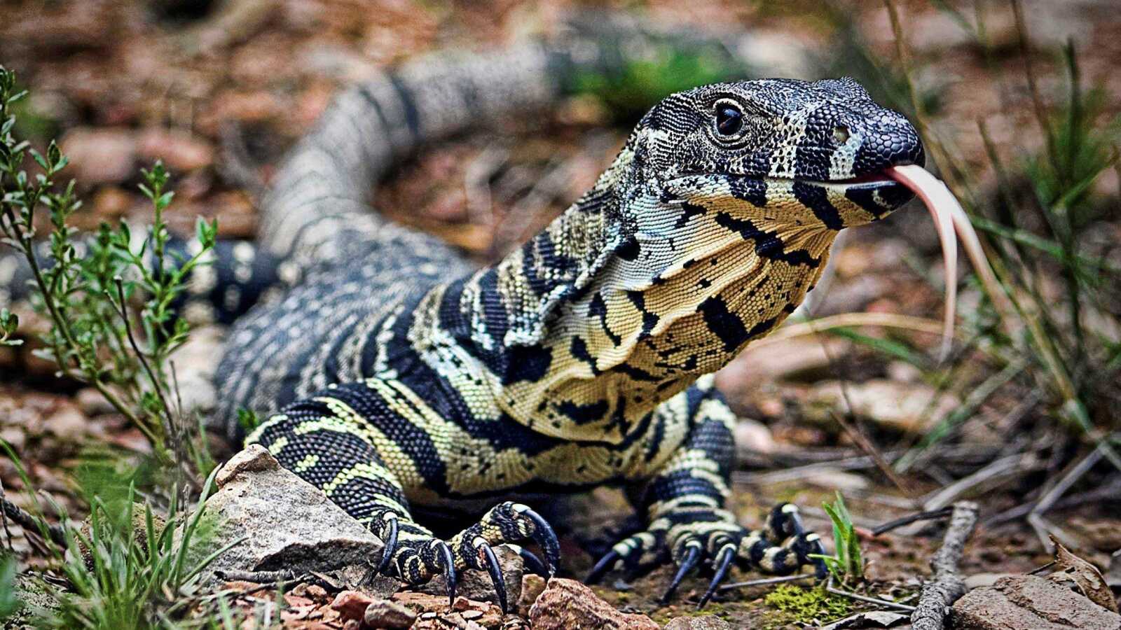 Lizard Wallpapers (56 images) - WallpaperCat