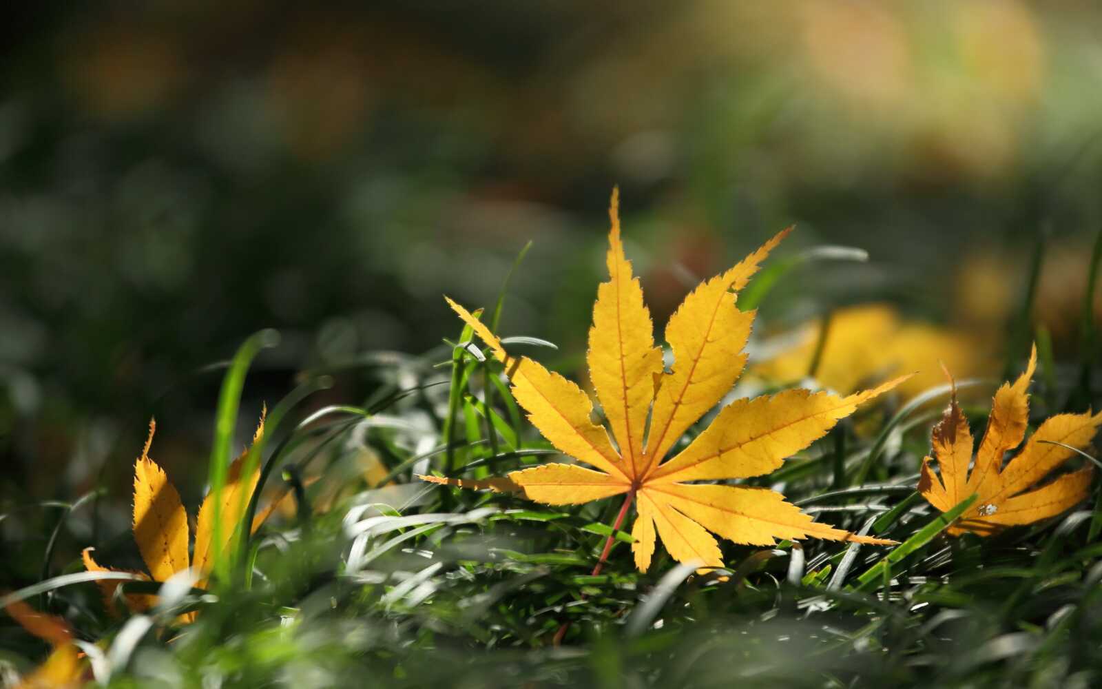 Maple Leaf Wallpapers (112 images) - WallpaperCat