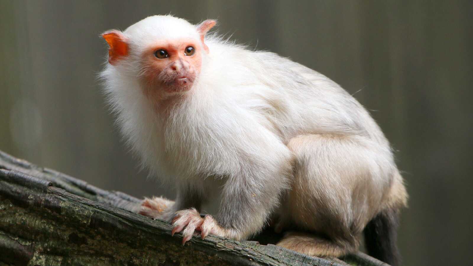 Monkey Wallpapers (60 images) - WallpaperCat
