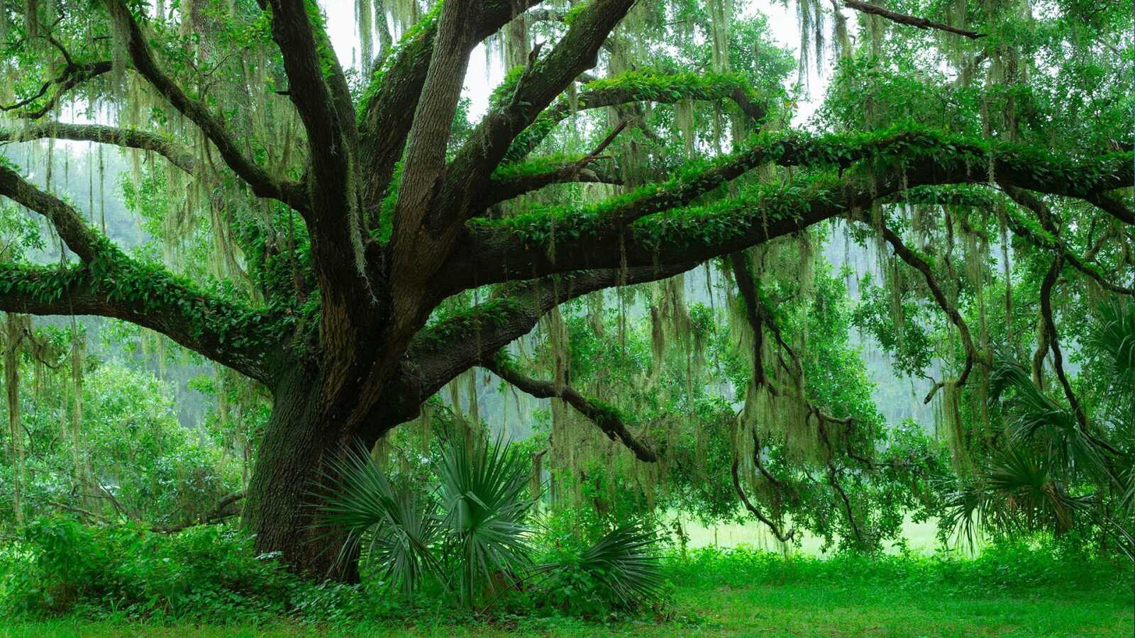 Oak Tree Wallpapers (58 images) - WallpaperCat