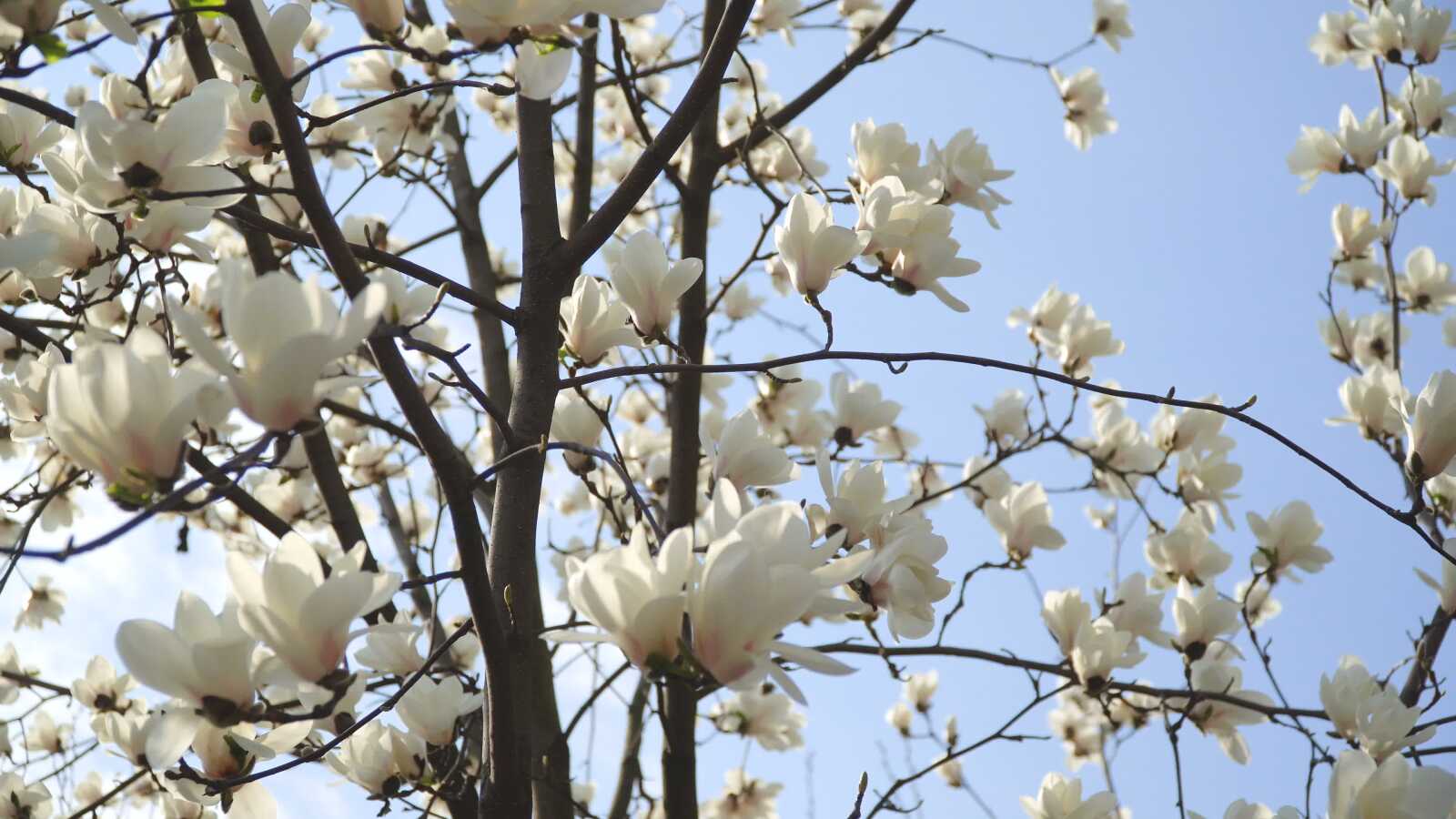 Magnolia Tree Wallpapers (54 images) - WallpaperCat
