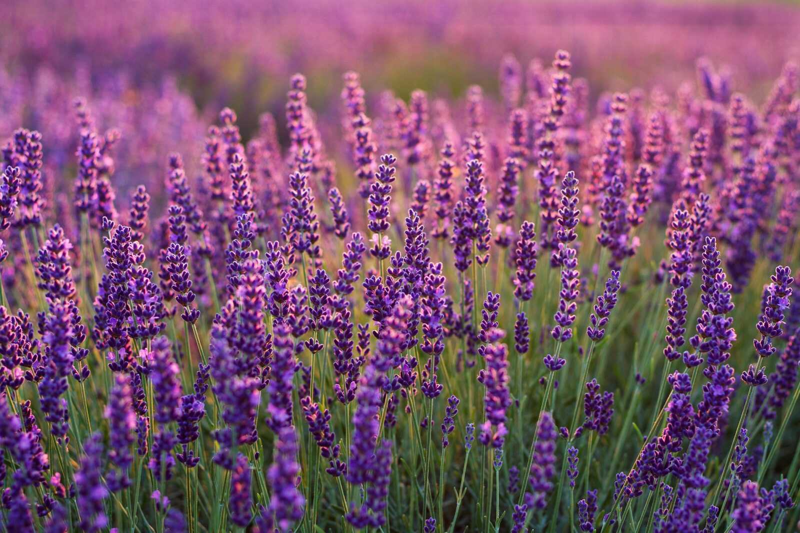 Lavender Wallpapers (97 images) - WallpaperCat
