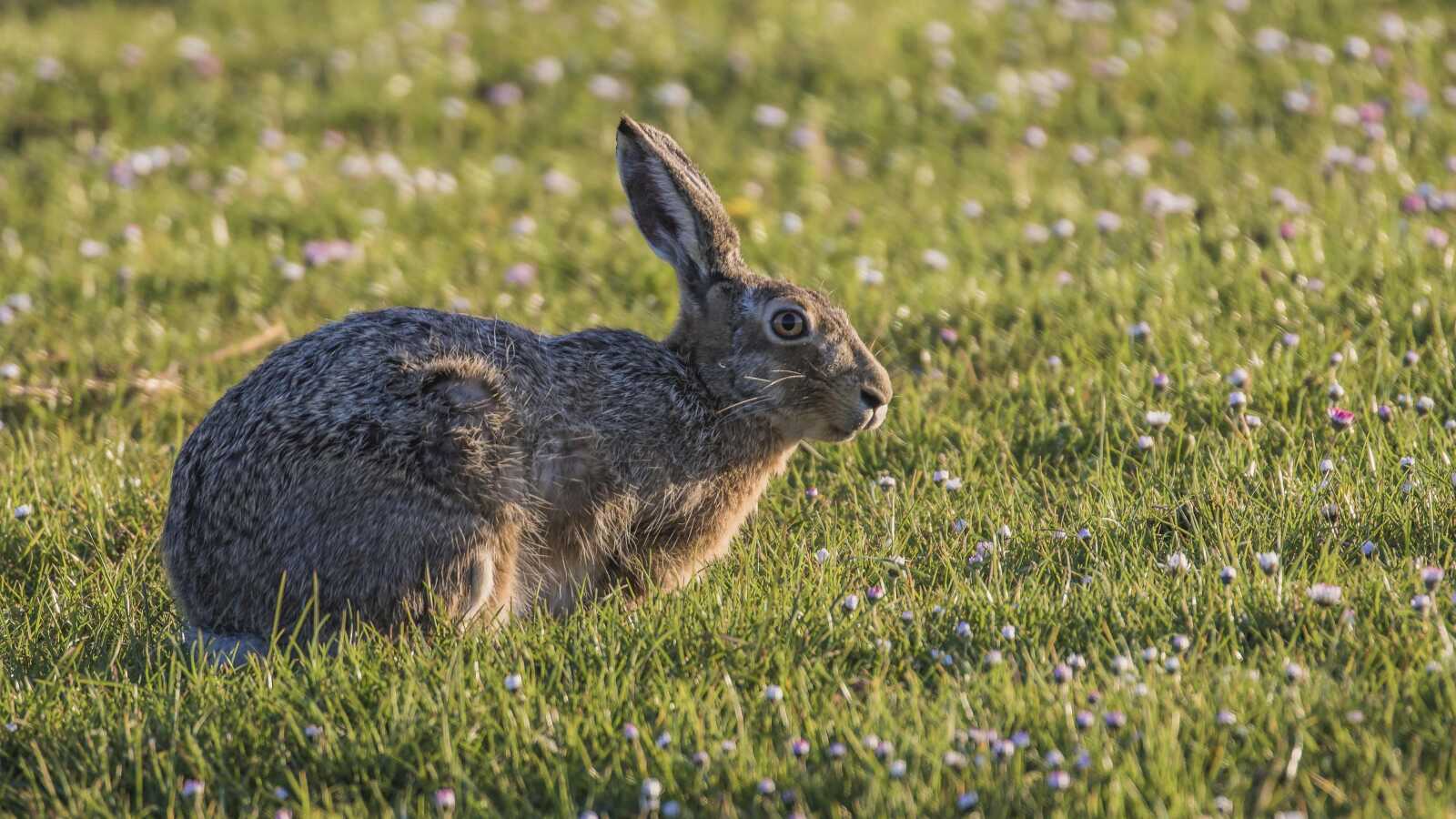 Hare Wallpapers (43 images) - WallpaperCat