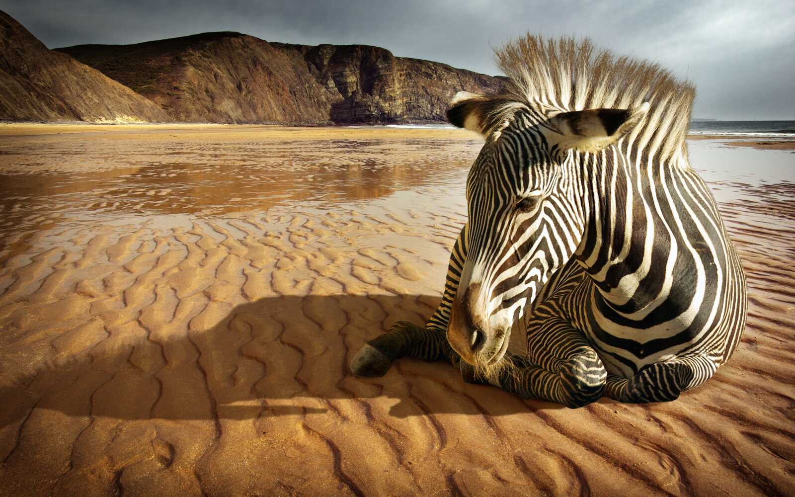 Zebra Wallpapers (48 images) - WallpaperCat
