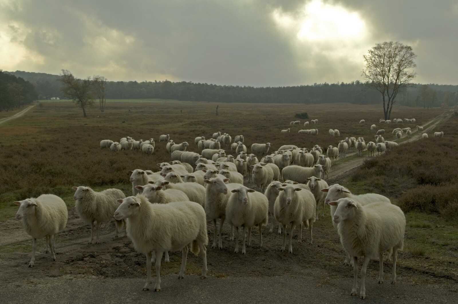 Sheep Wallpapers (54 images) - WallpaperCat