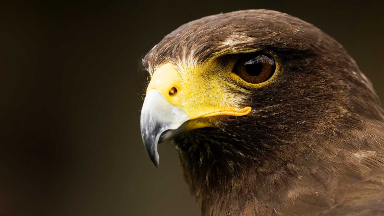 Hawk Wallpapers (46 images) - WallpaperCat