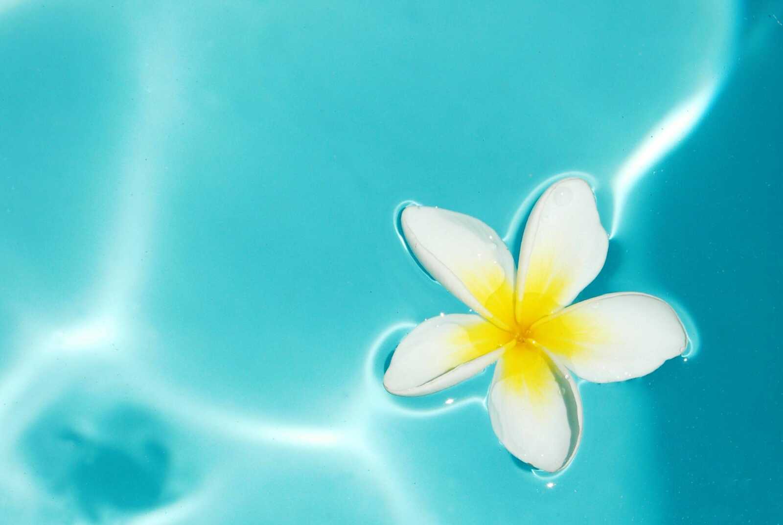 Frangipani Flower Wallpapers (81 images) - WallpaperCat
