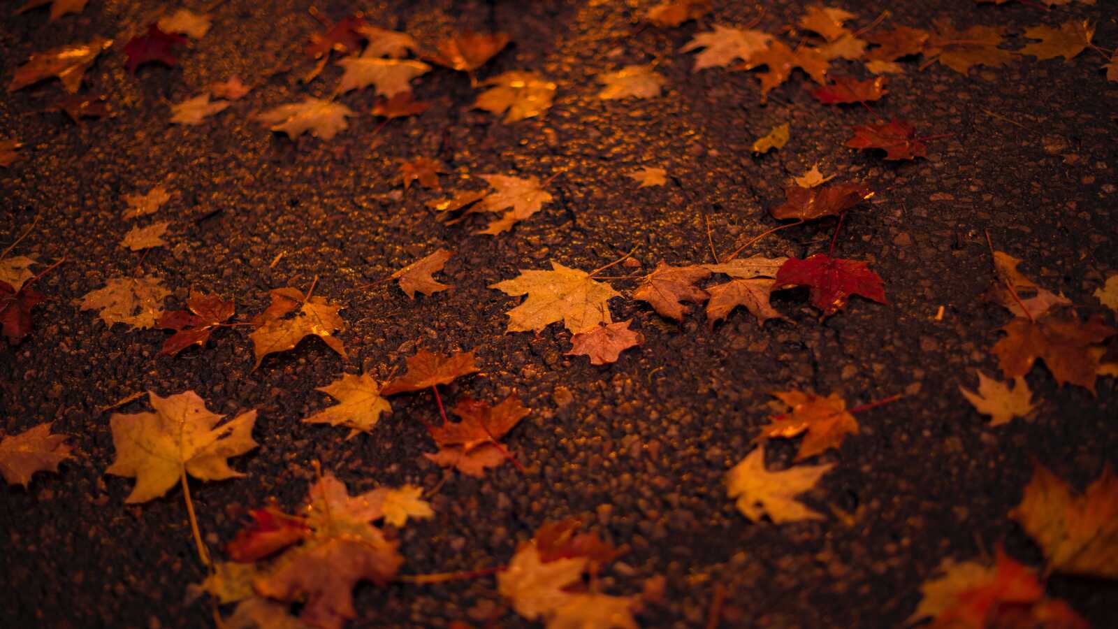 Maple Leaf Wallpapers (112 images) - WallpaperCat
