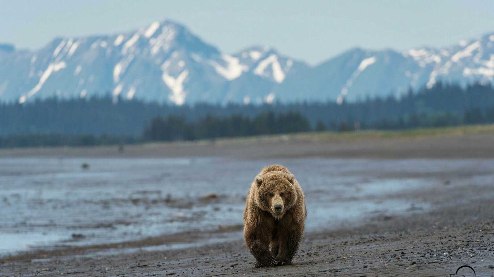Bear Wallpapers (97 images) - WallpaperCat