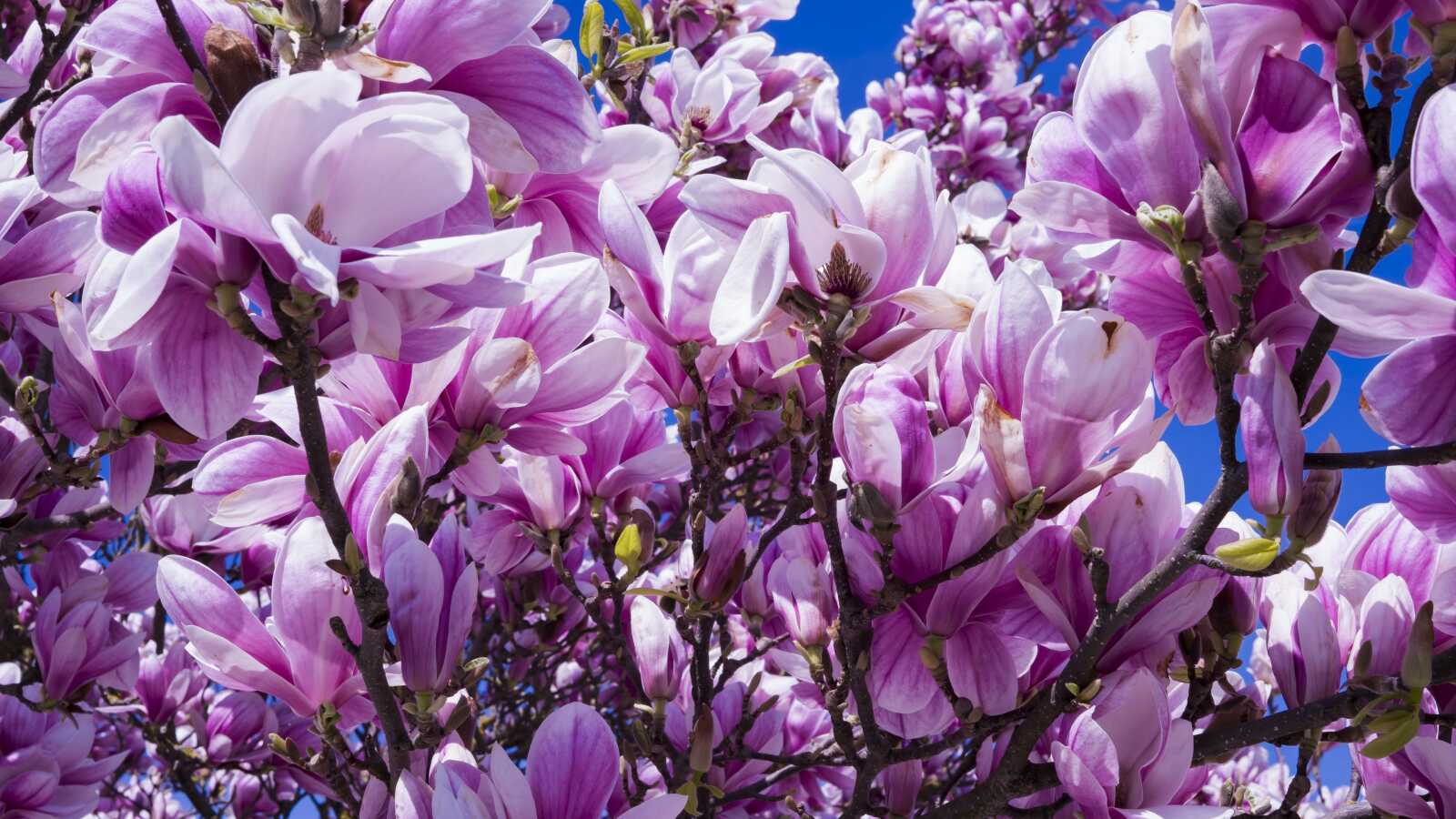 Magnolia Wallpapers (46 images) - WallpaperCat