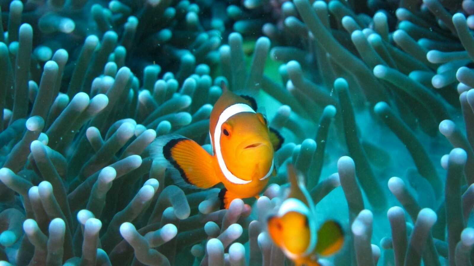 Fish Wallpapers (94 images) - WallpaperCat
