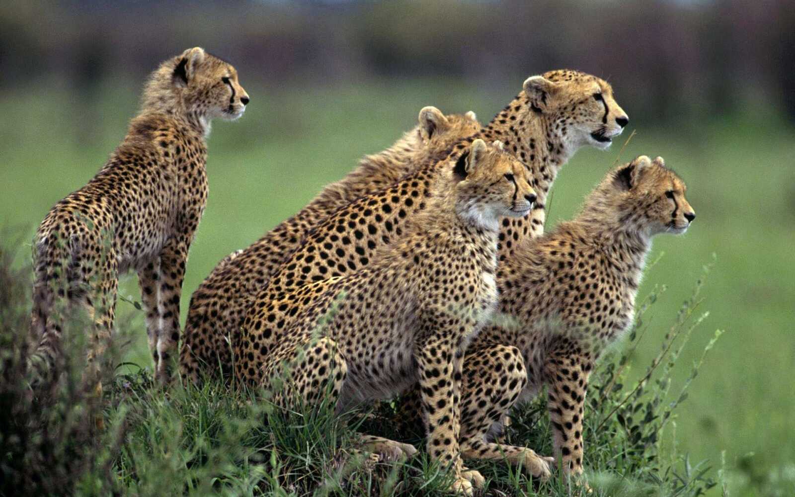 Cheetah Wallpapers (61 images) - WallpaperCat