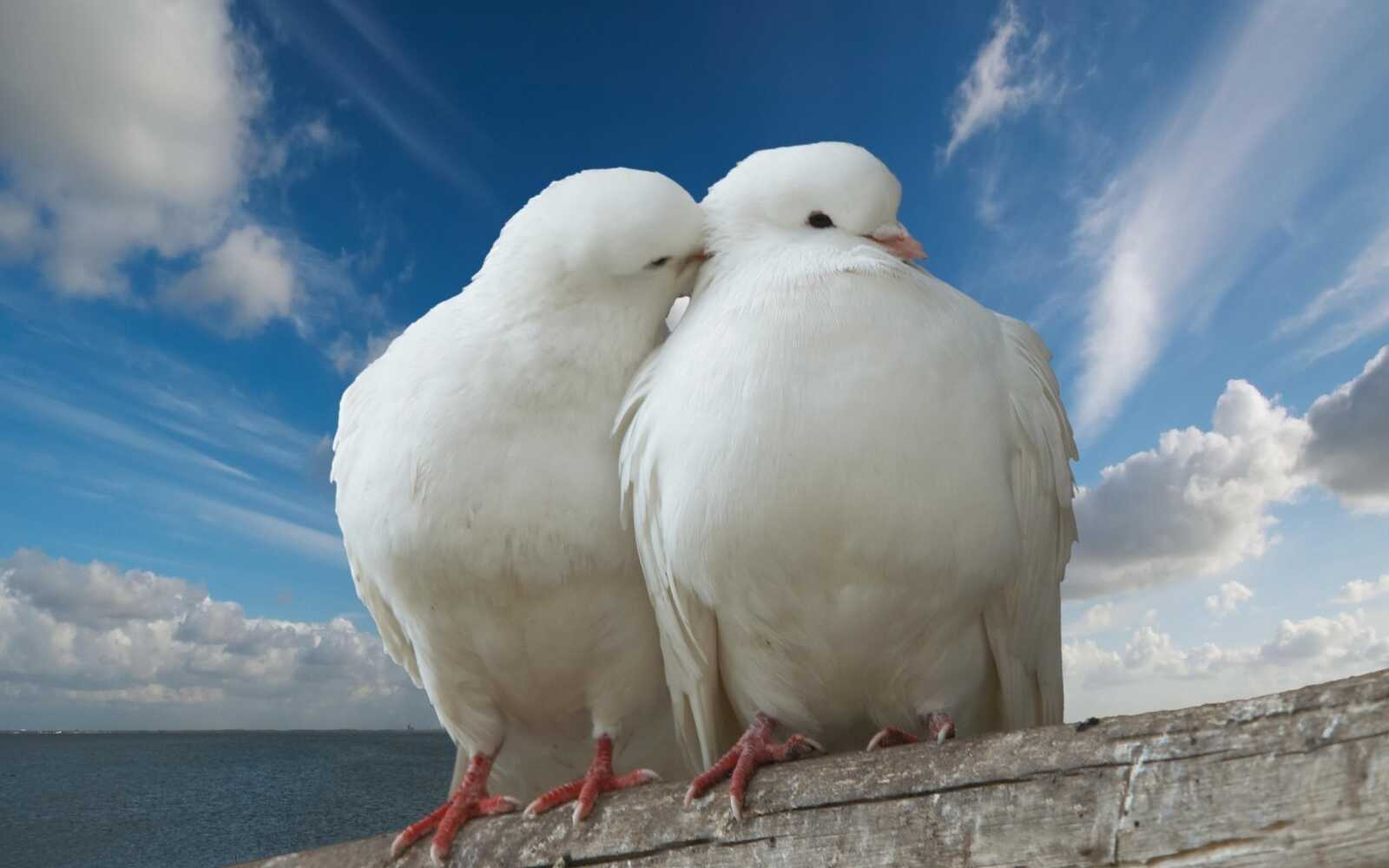 Pigeon Wallpapers (44 images) - WallpaperCat