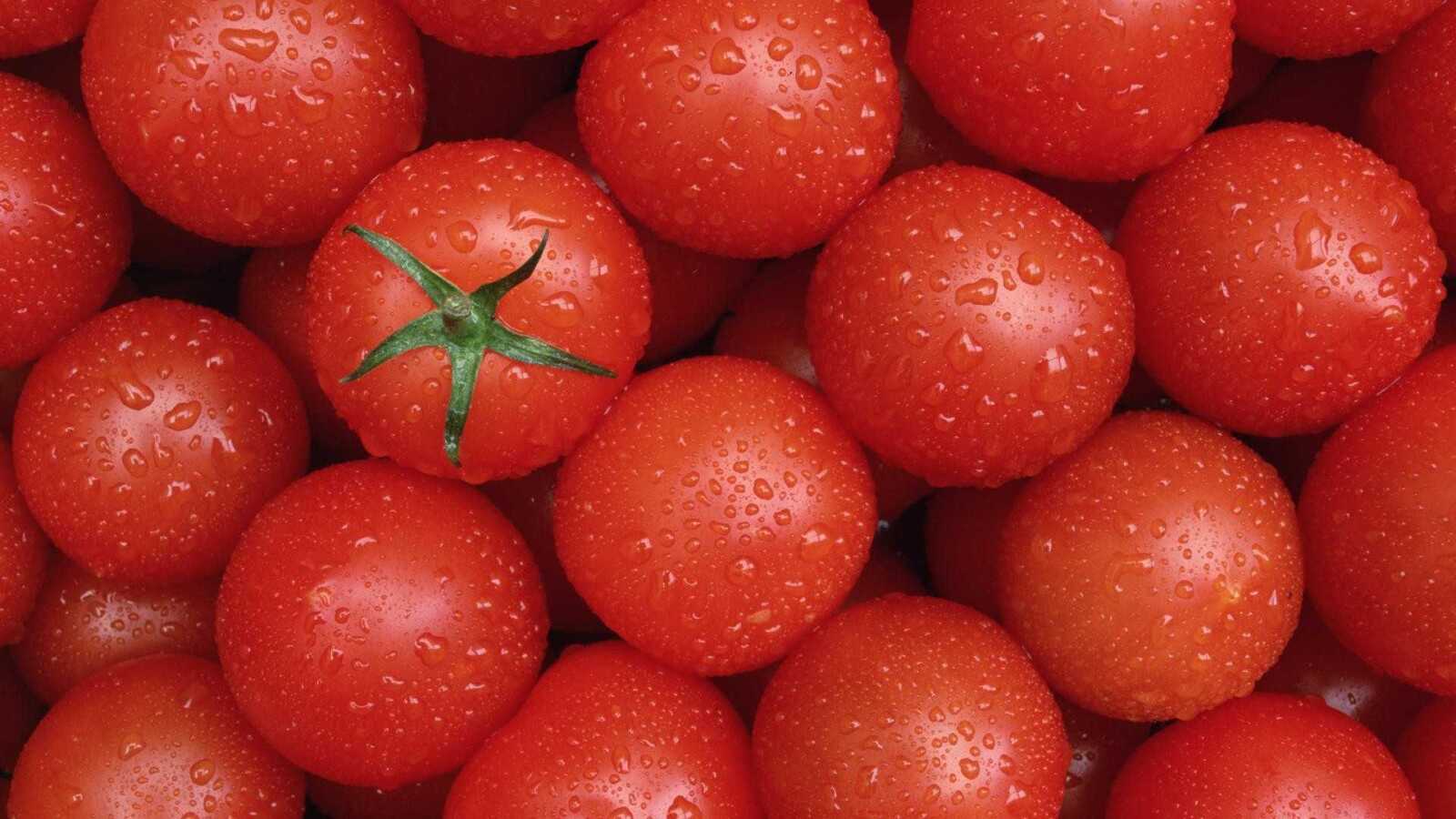 Tomato Wallpapers (70 images) - WallpaperCat