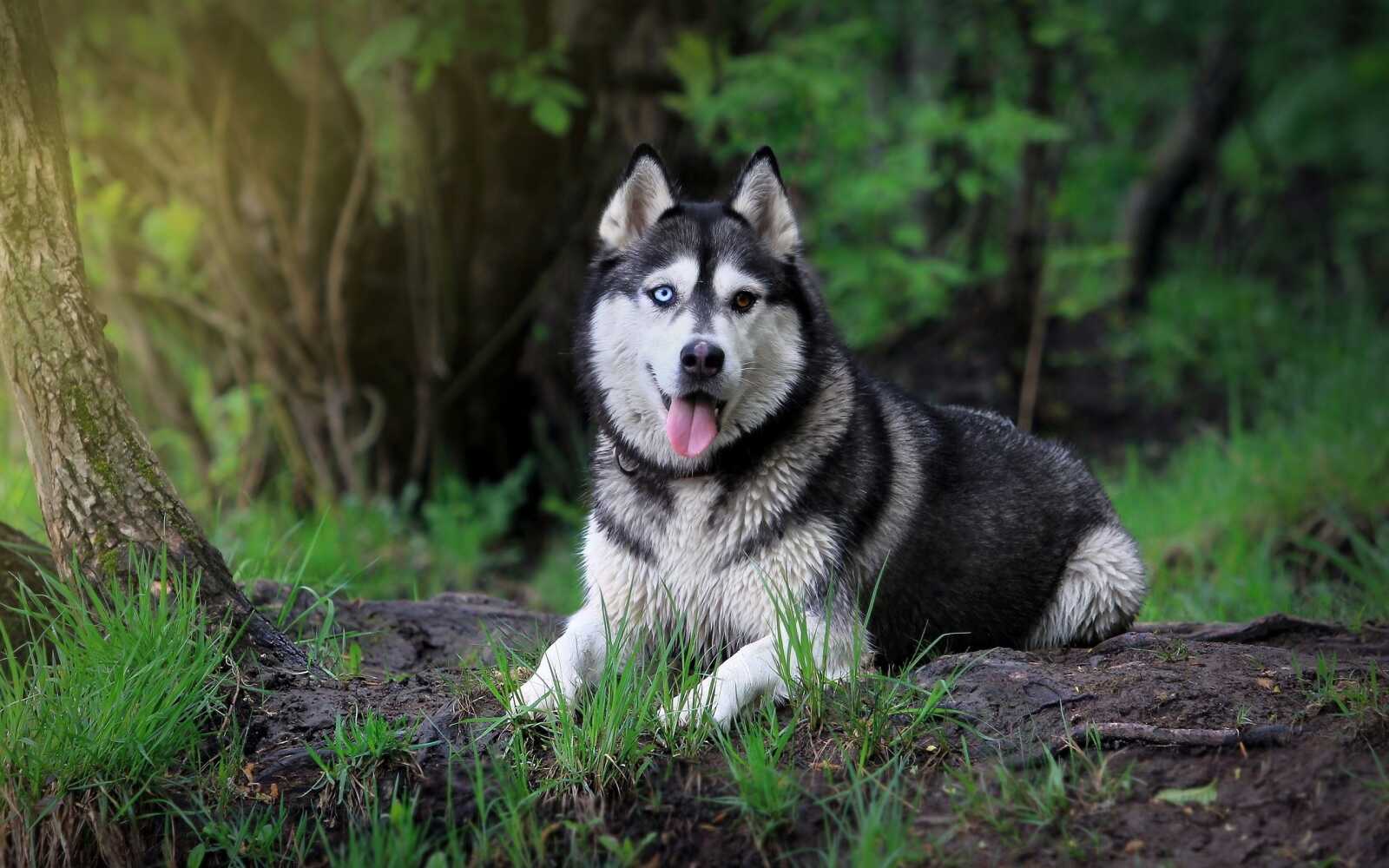 Husky Wallpapers (70 images) - WallpaperCat