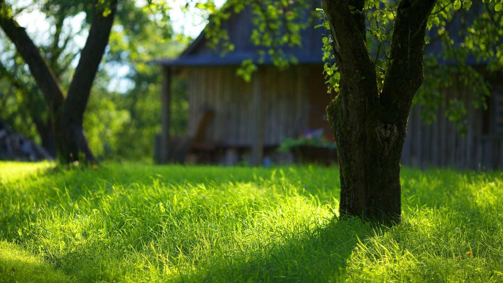 Grass Wallpapers (51 images) - WallpaperCat