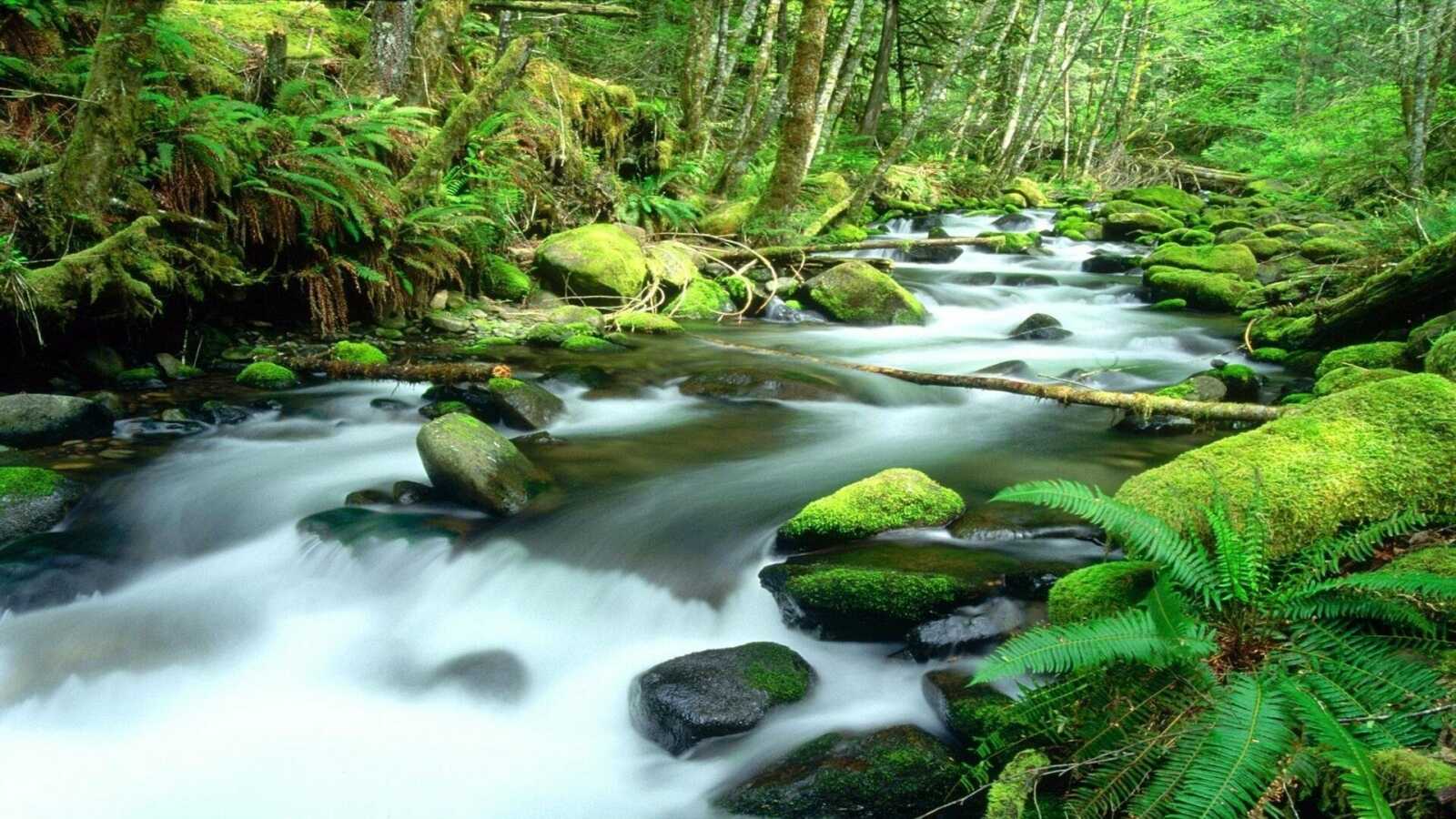 Rainforest Wallpapers (109 images) - WallpaperCat