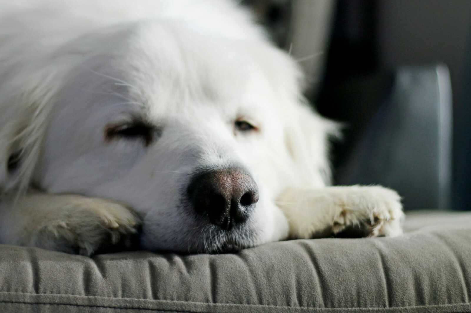 Great Pyrenees Wallpapers (30 images) - WallpaperCat