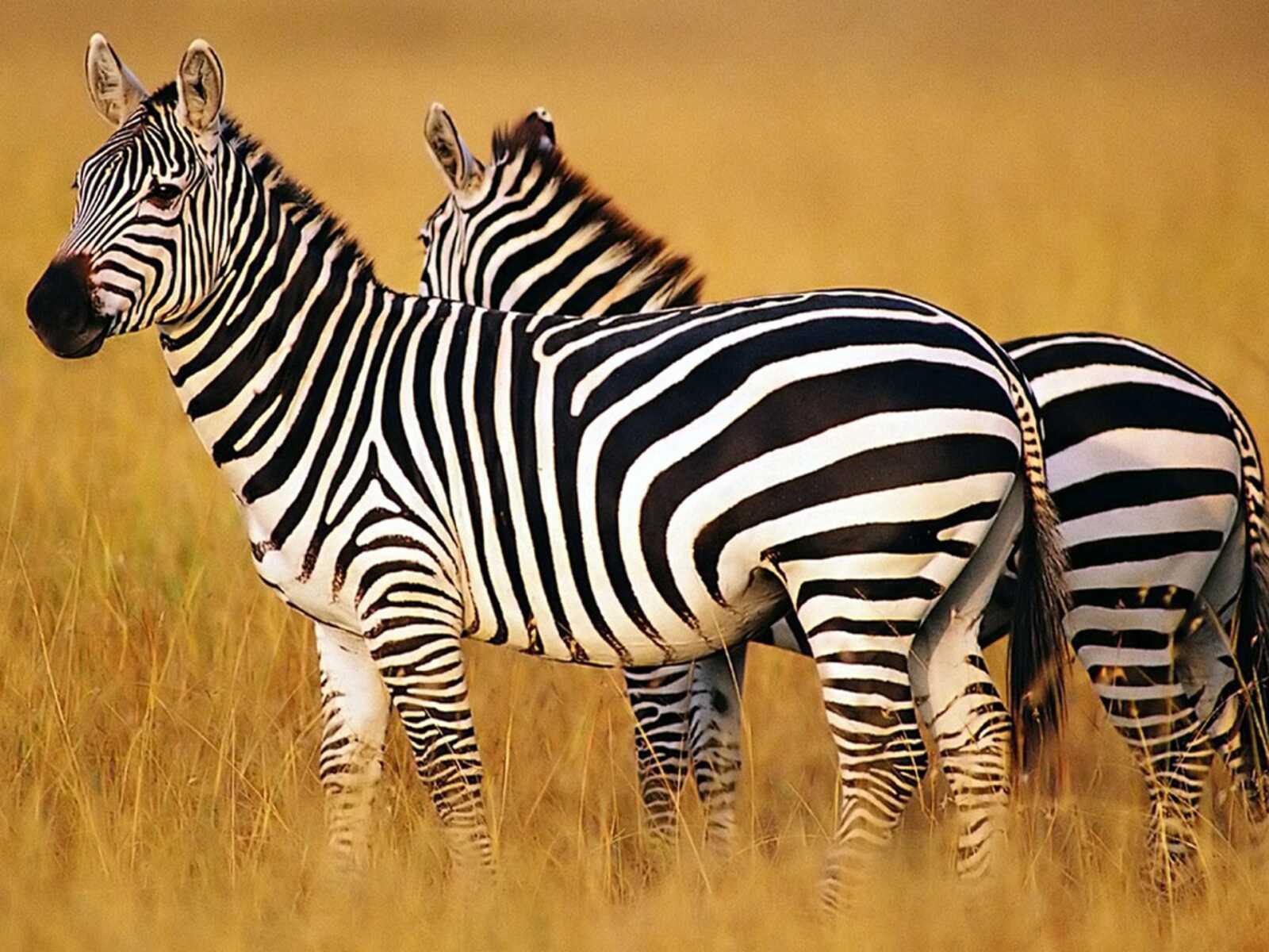 Zebra Wallpapers (48 images) - WallpaperCat