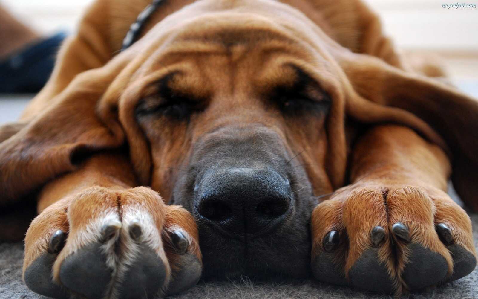 Bloodhound Wallpapers (14 images) - WallpaperCat