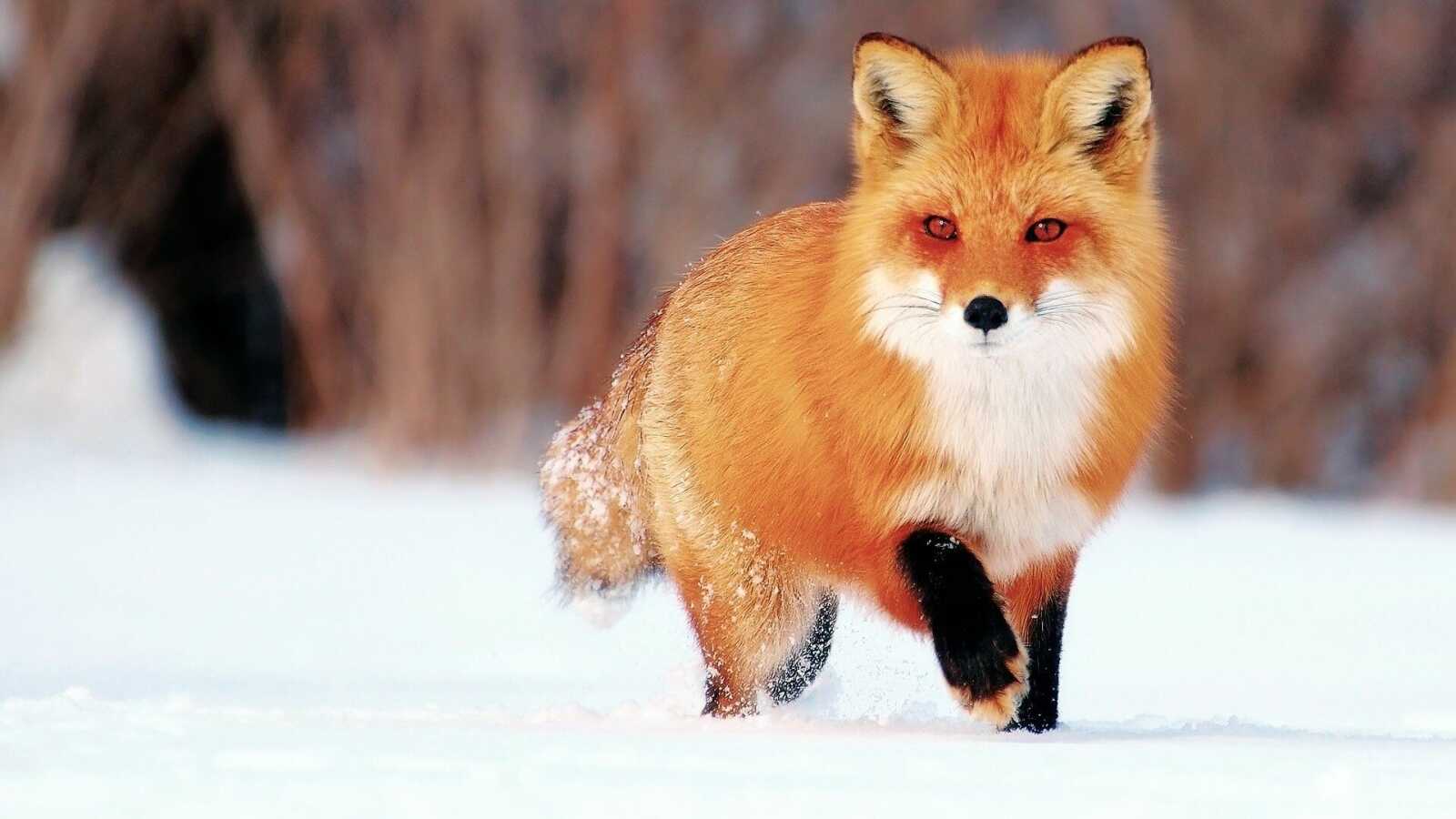 Fox Wallpapers (100 images) - WallpaperCat