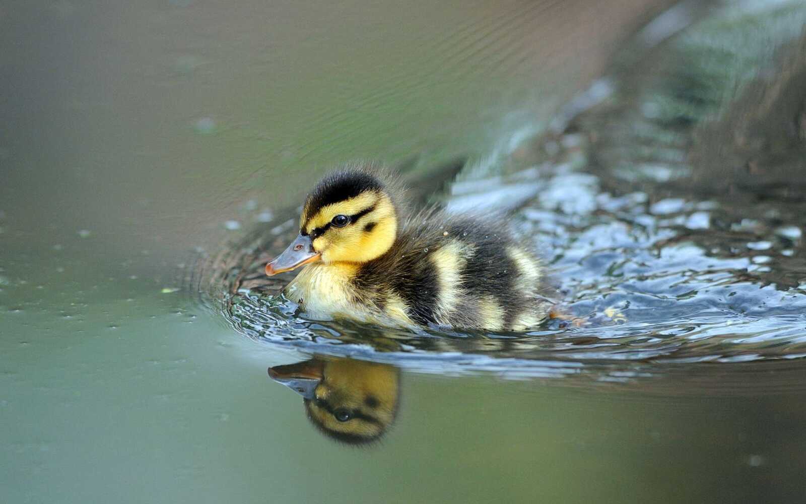 Duck Wallpapers (58 images) - WallpaperCat