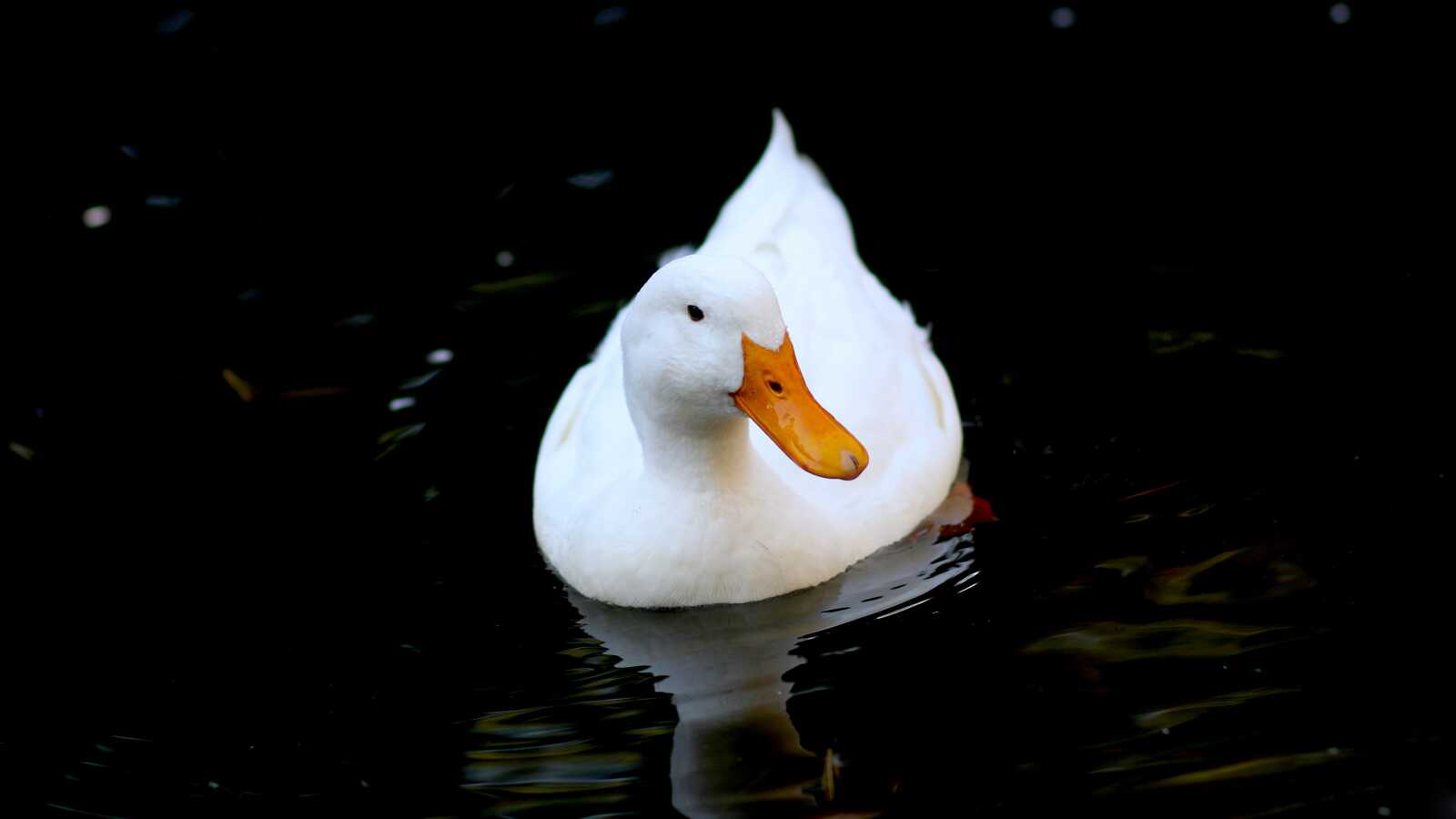 Duck Wallpapers (58 images) - WallpaperCat