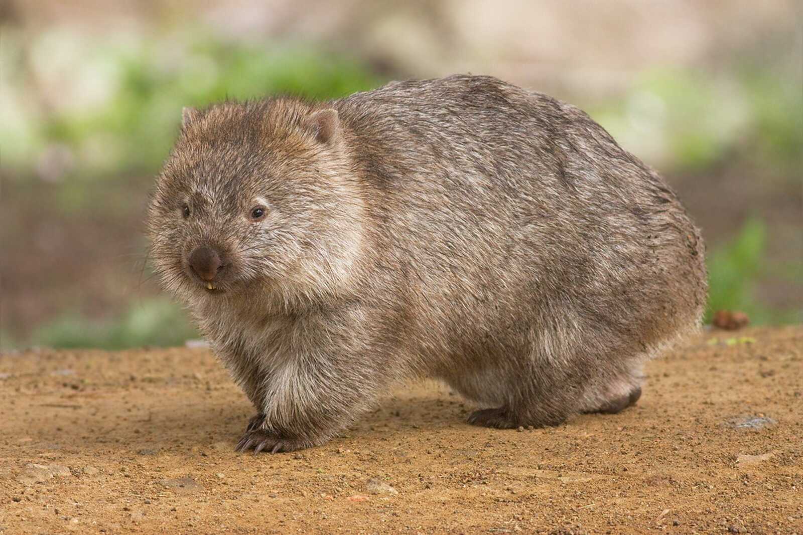 Wombat Wallpapers (35 images) - WallpaperCat