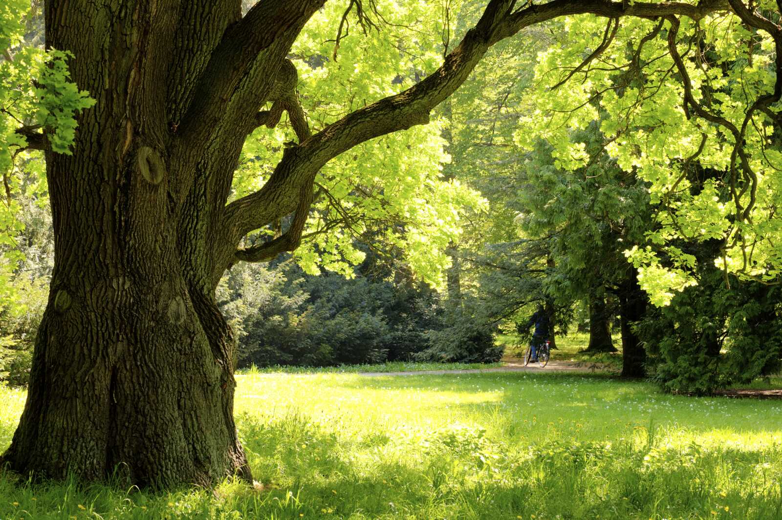 Oak Tree Wallpapers (58 images) - WallpaperCat