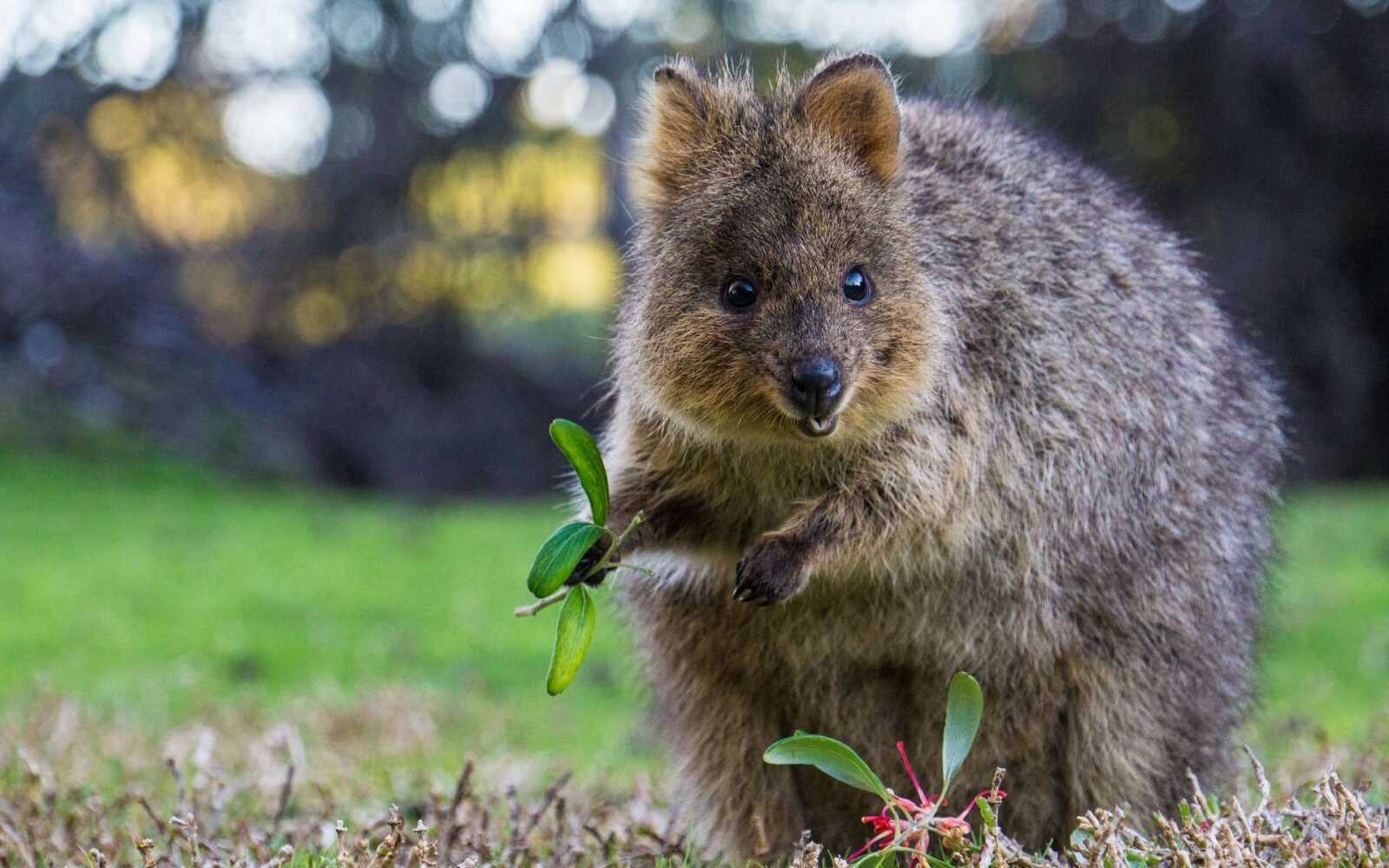 Quokka Wallpapers (29 images) - WallpaperCat