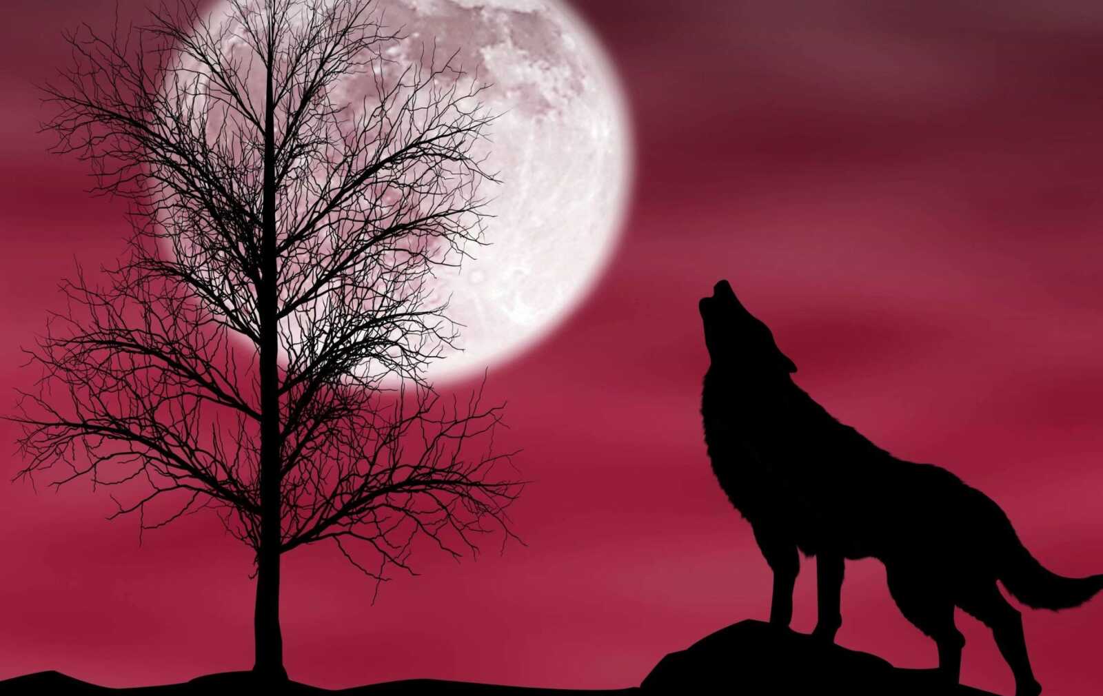 Howling Wolf Wallpapers (59 images) - WallpaperCat