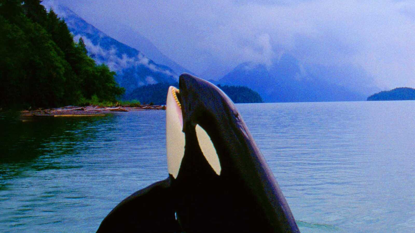 Free Willy Wallpapers (23 images) - WallpaperCat