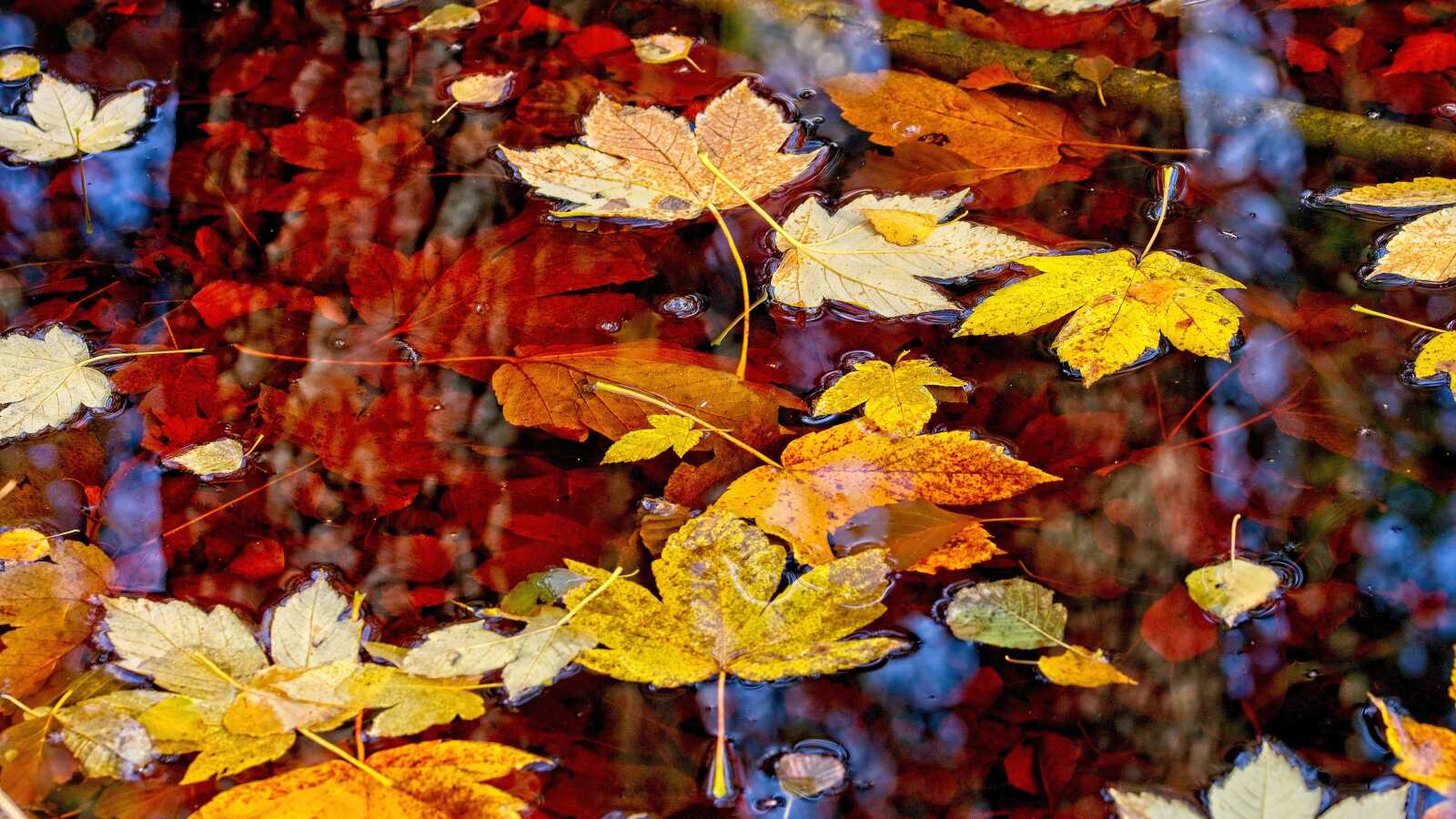 Maple Leaf Wallpapers (112 images) - WallpaperCat