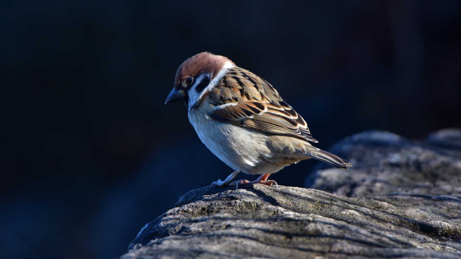 Sparrow (Bird) Wallpapers (46 images) - WallpaperCat