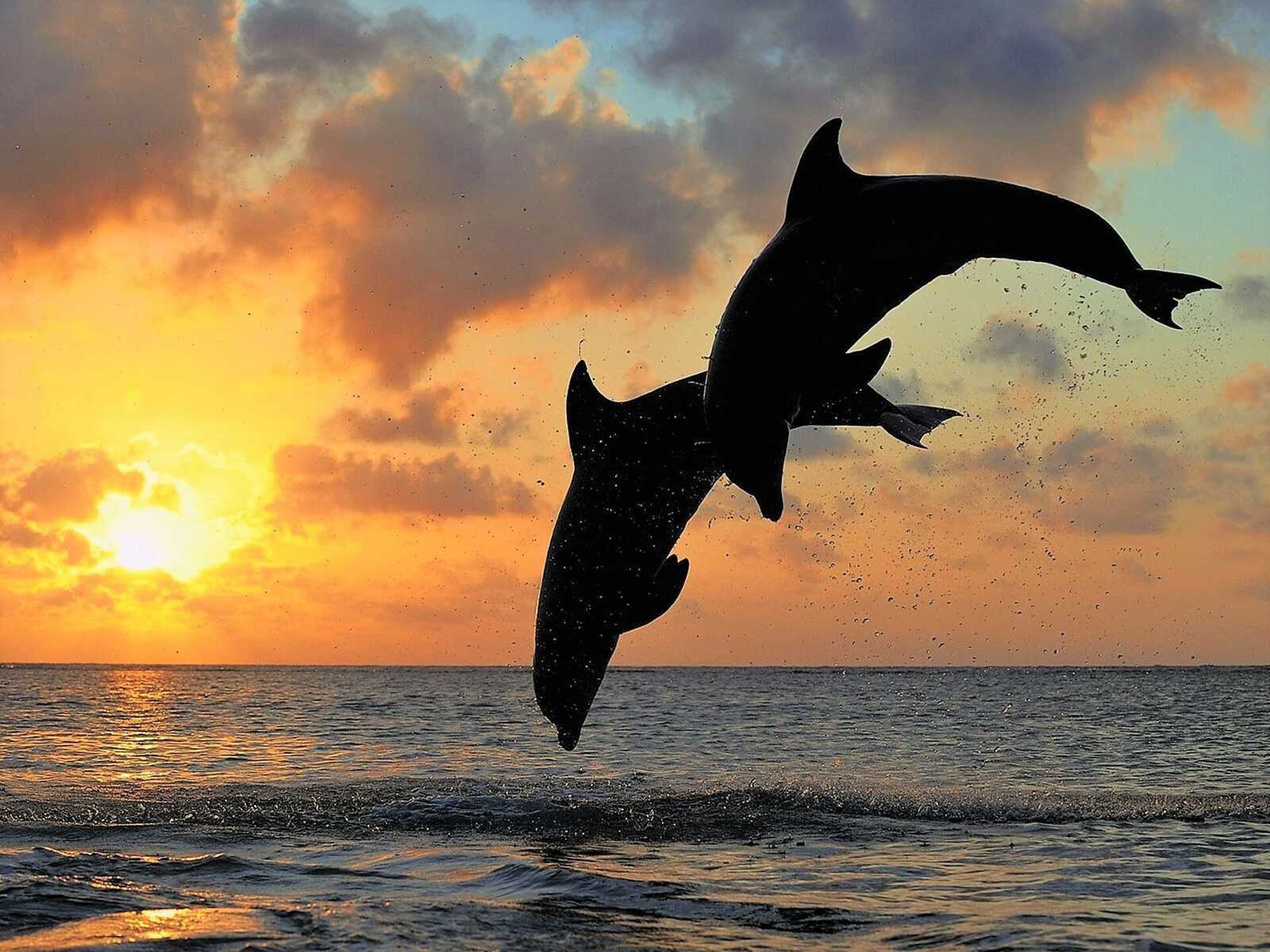 Dolphin Wallpapers (49 images) - WallpaperCat