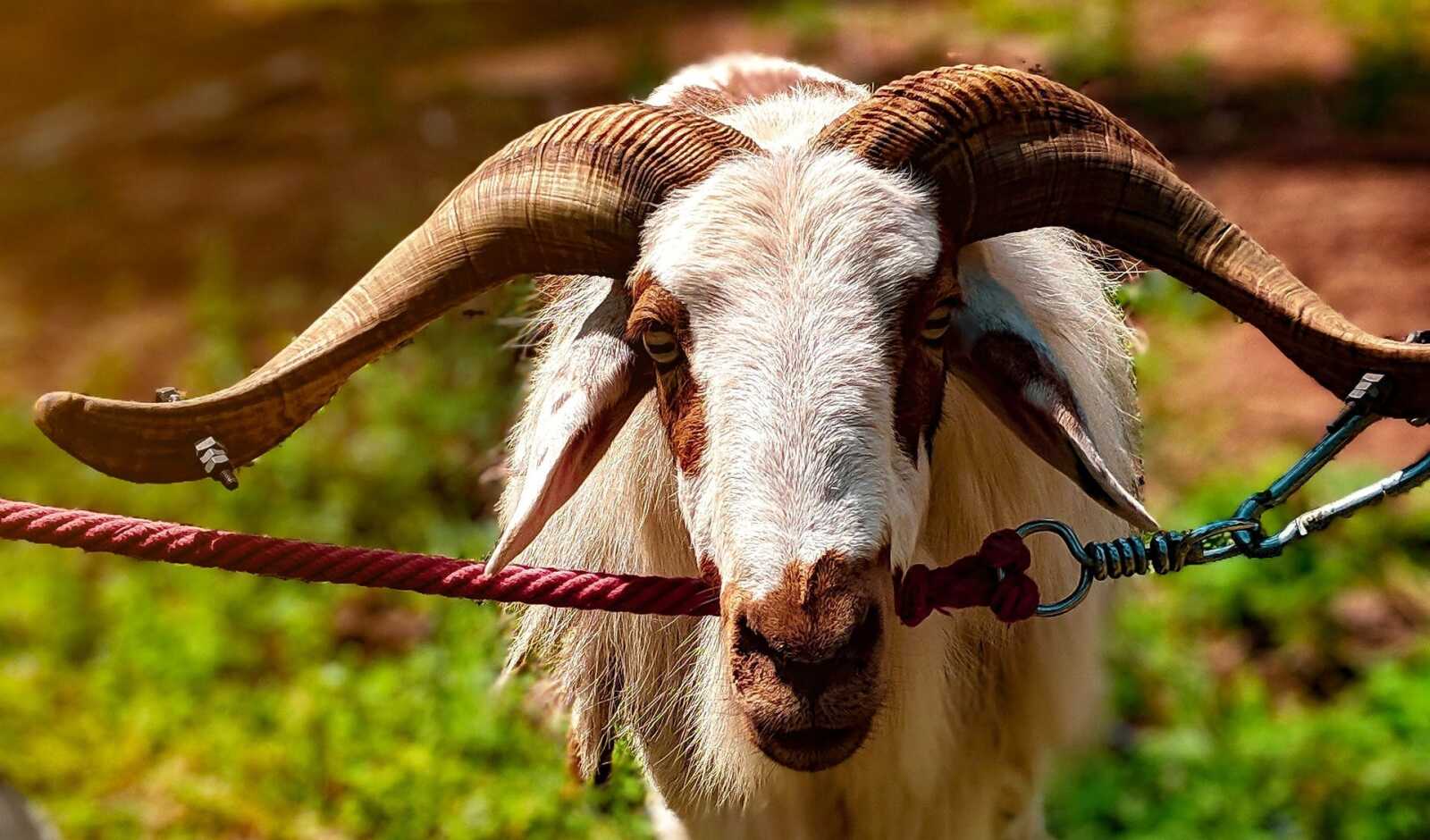 Goat Wallpapers (47 images) - WallpaperCat