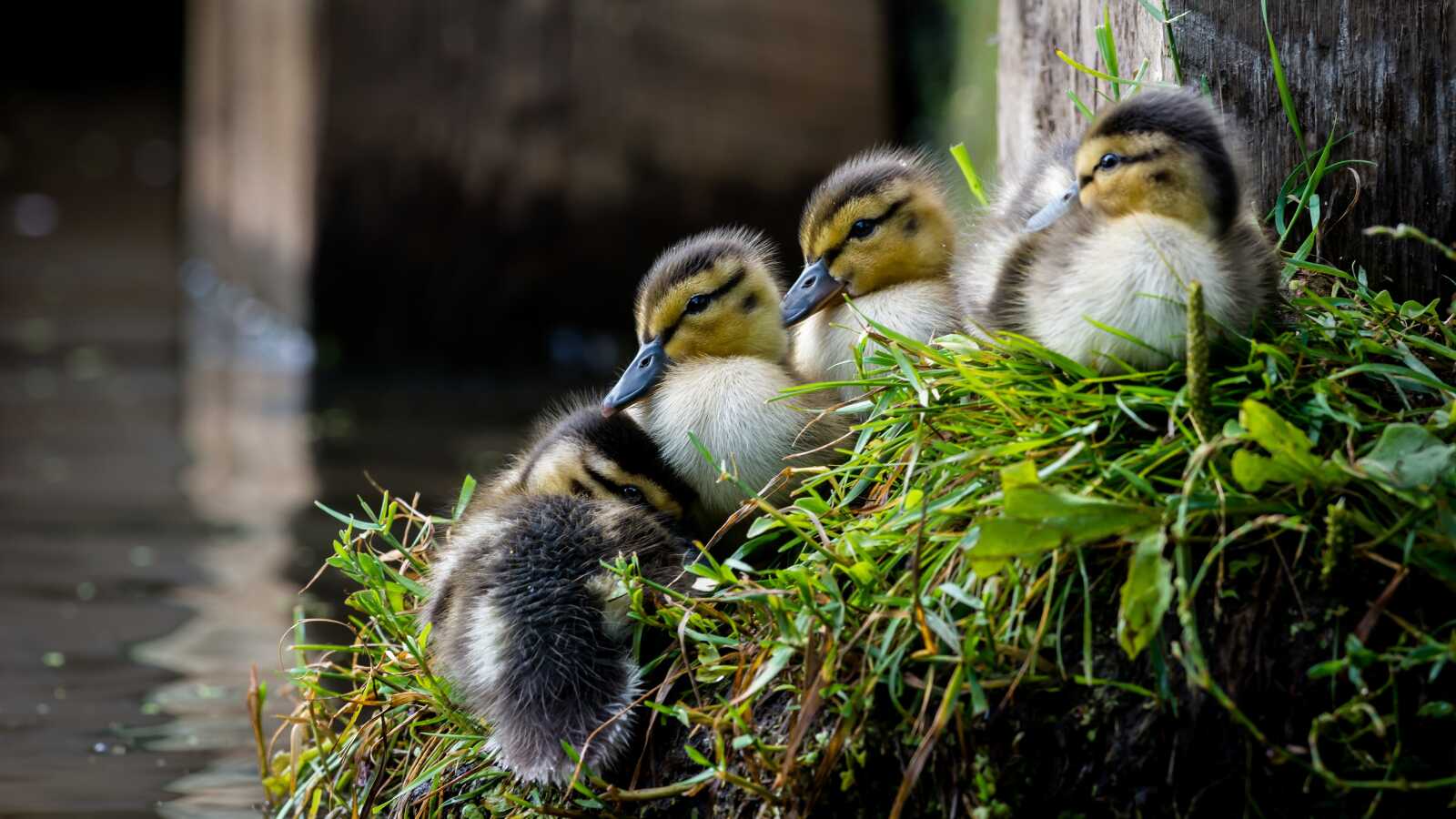 Duck Wallpapers (58 images) - WallpaperCat
