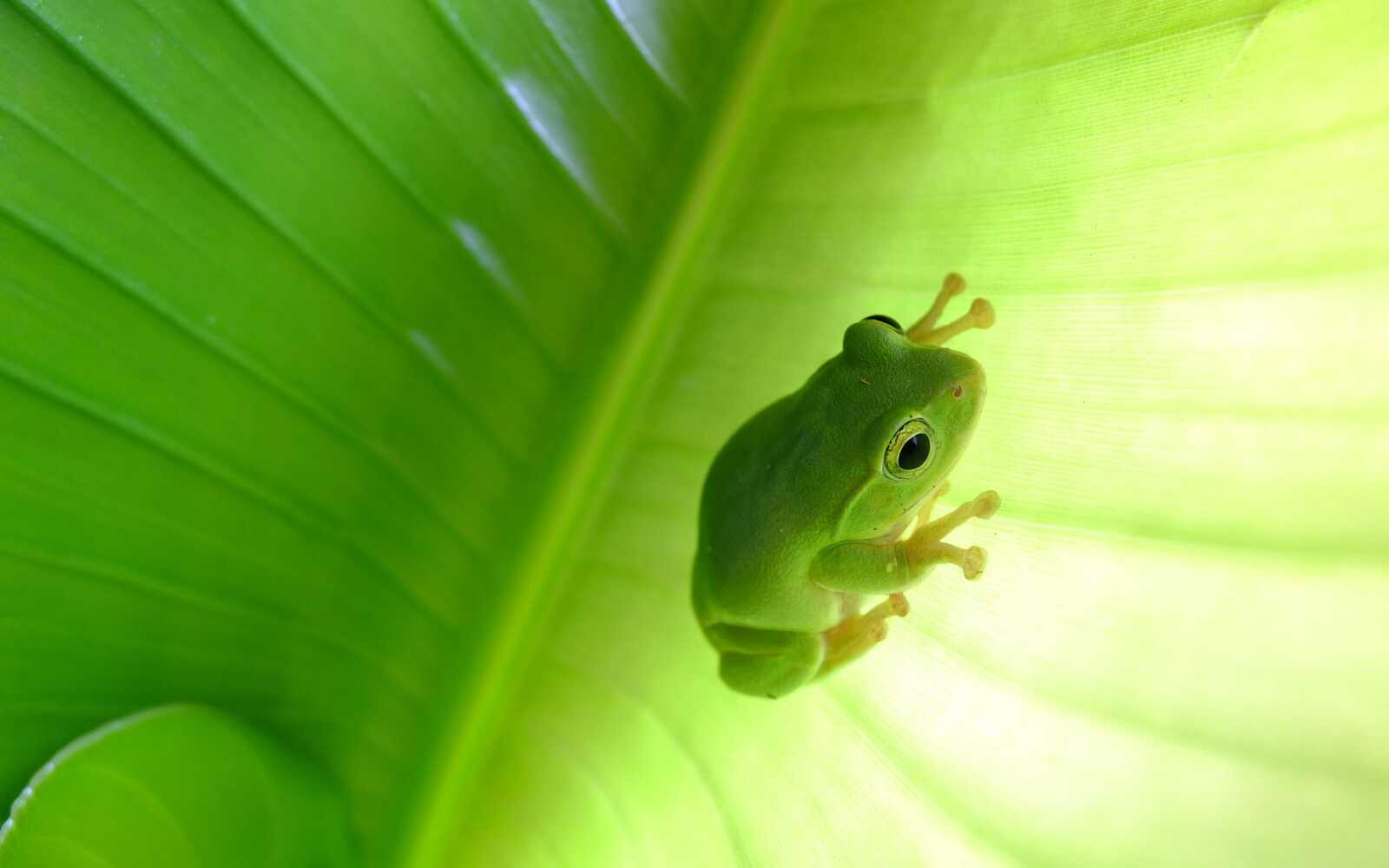Frog Wallpapers (58 images) - WallpaperCat
