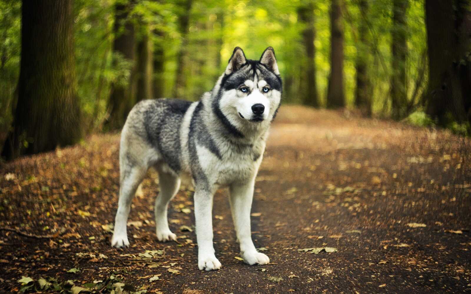 Husky Wallpapers (70 images) - WallpaperCat