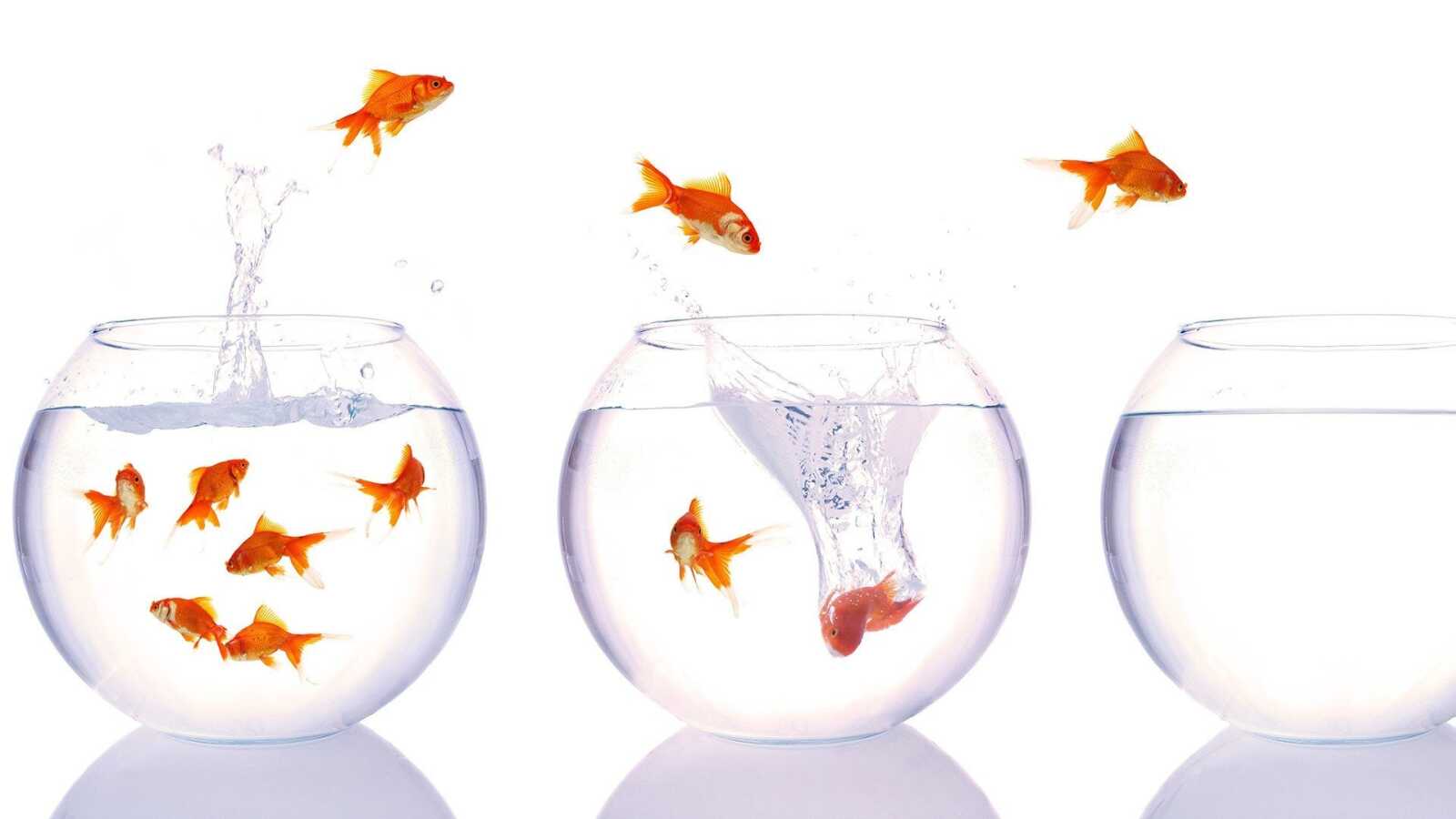 Fishbowl Wallpapers (23 images) - WallpaperCat