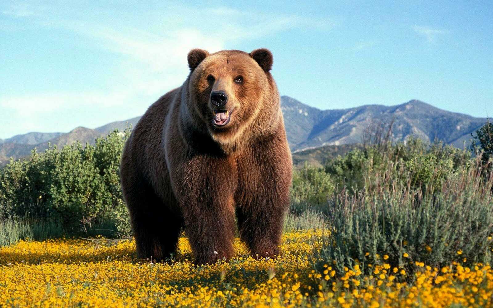 Bear Wallpapers (97 images) - WallpaperCat