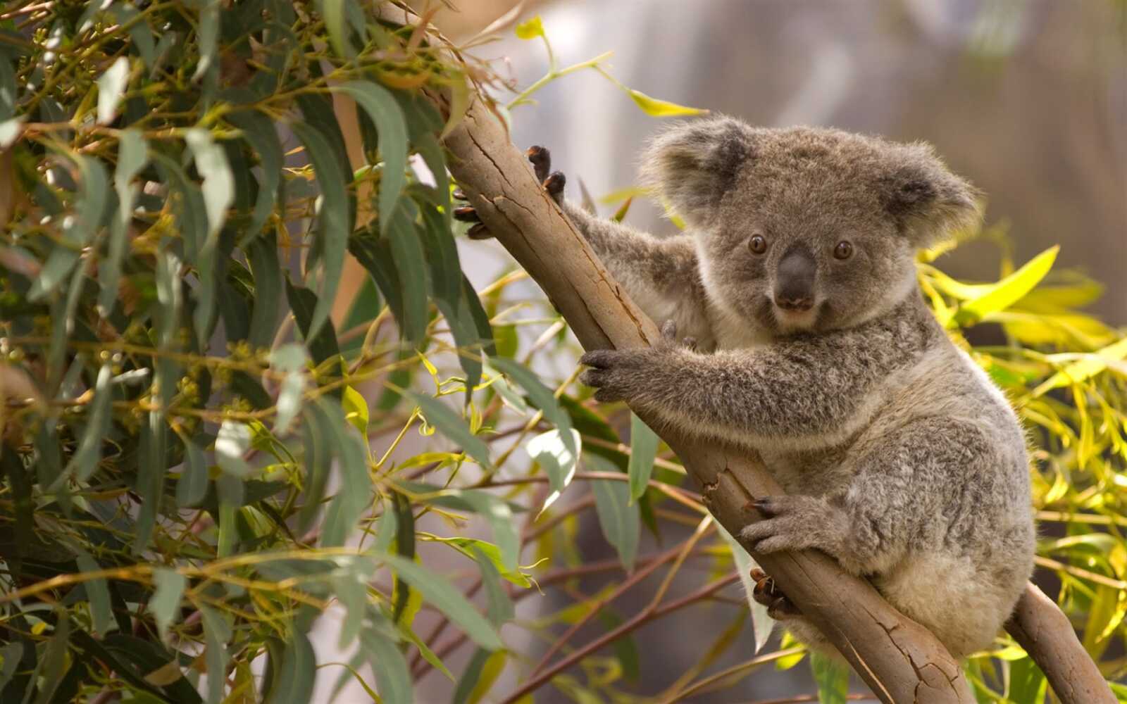Koala Wallpapers (86 images) - WallpaperCat