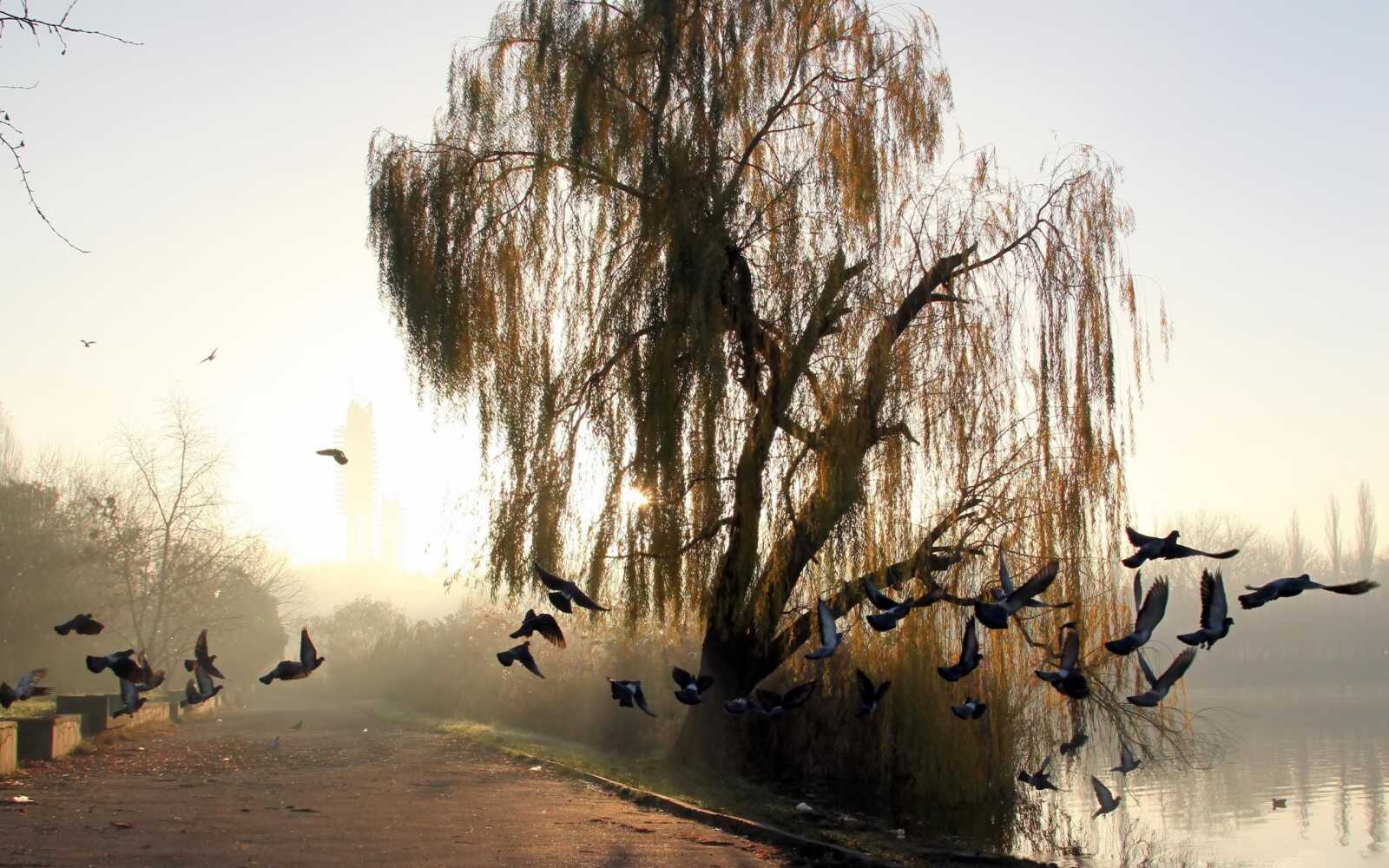 Willow Tree Wallpapers (47 images) - WallpaperCat