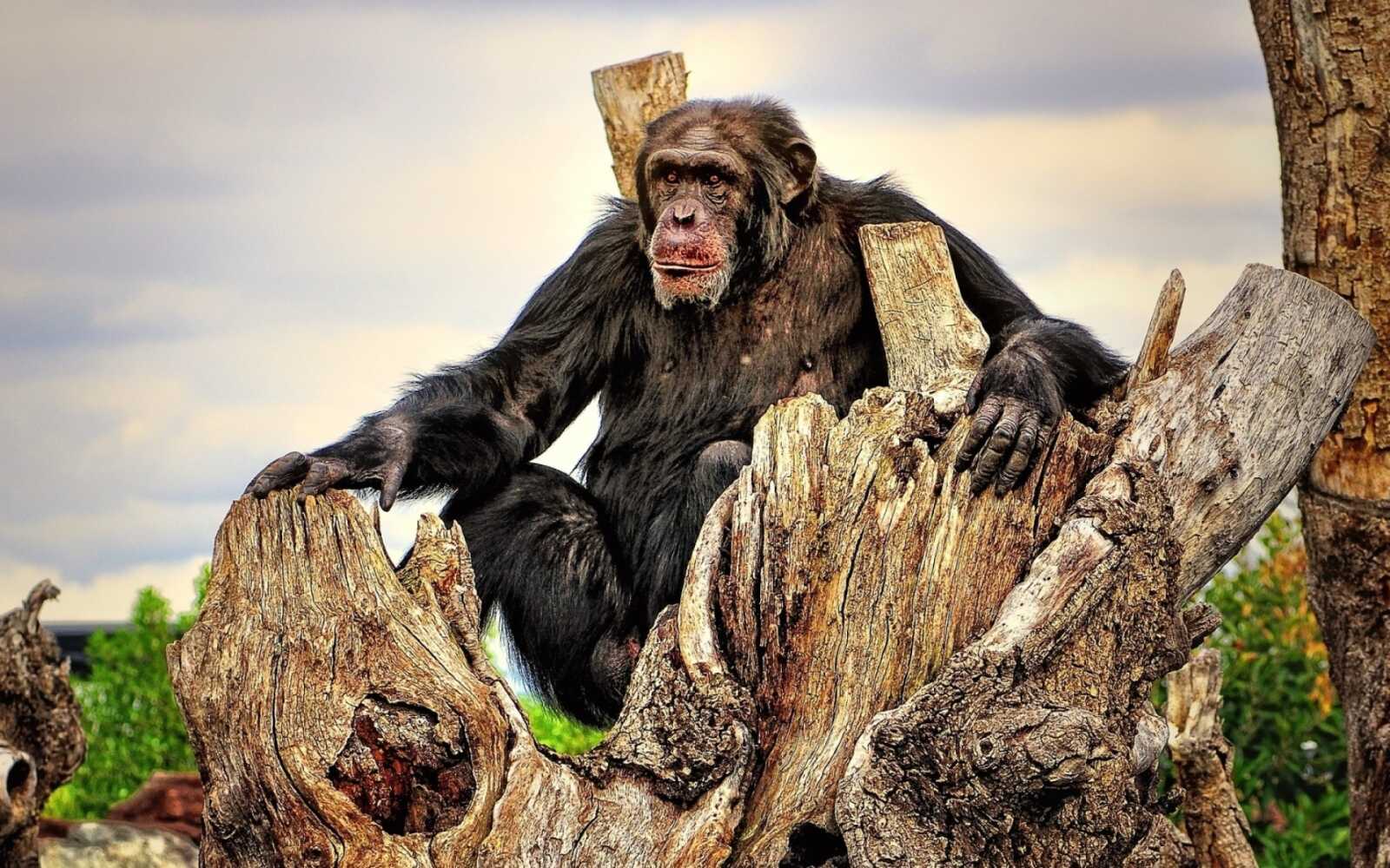 Chimpanzee Wallpapers (48 images) - WallpaperCat