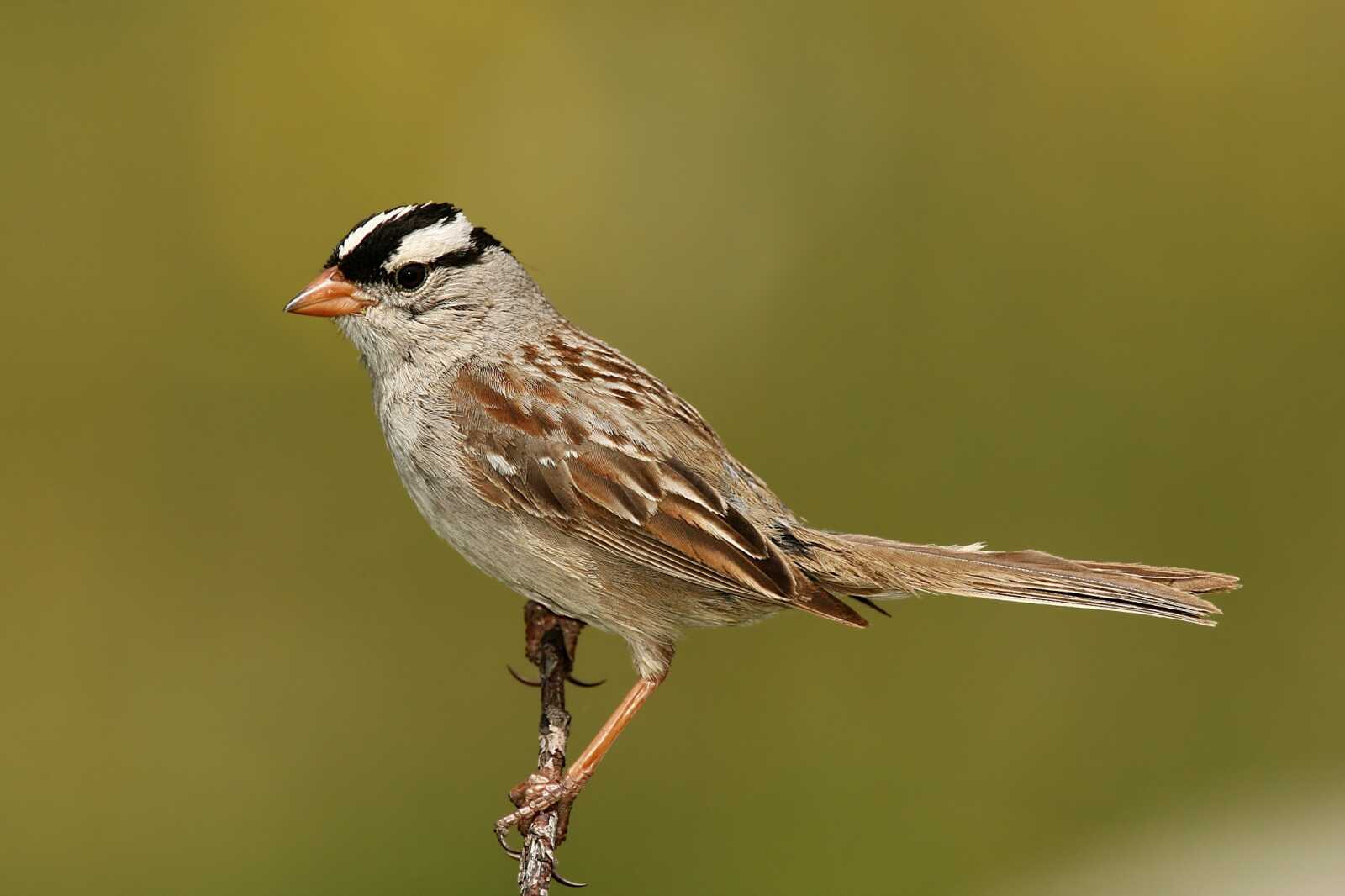 Sparrow (Bird) Wallpapers (46 images) - WallpaperCat