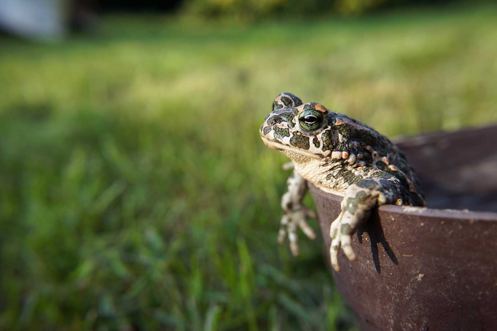 Toad Wallpapers (29 images) - WallpaperCat