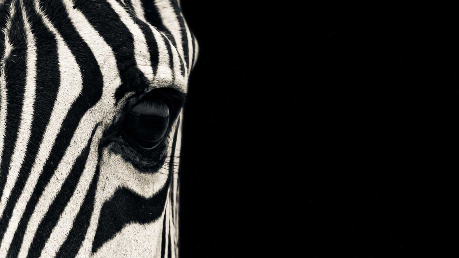 Zebra Wallpapers (48 images) - WallpaperCat