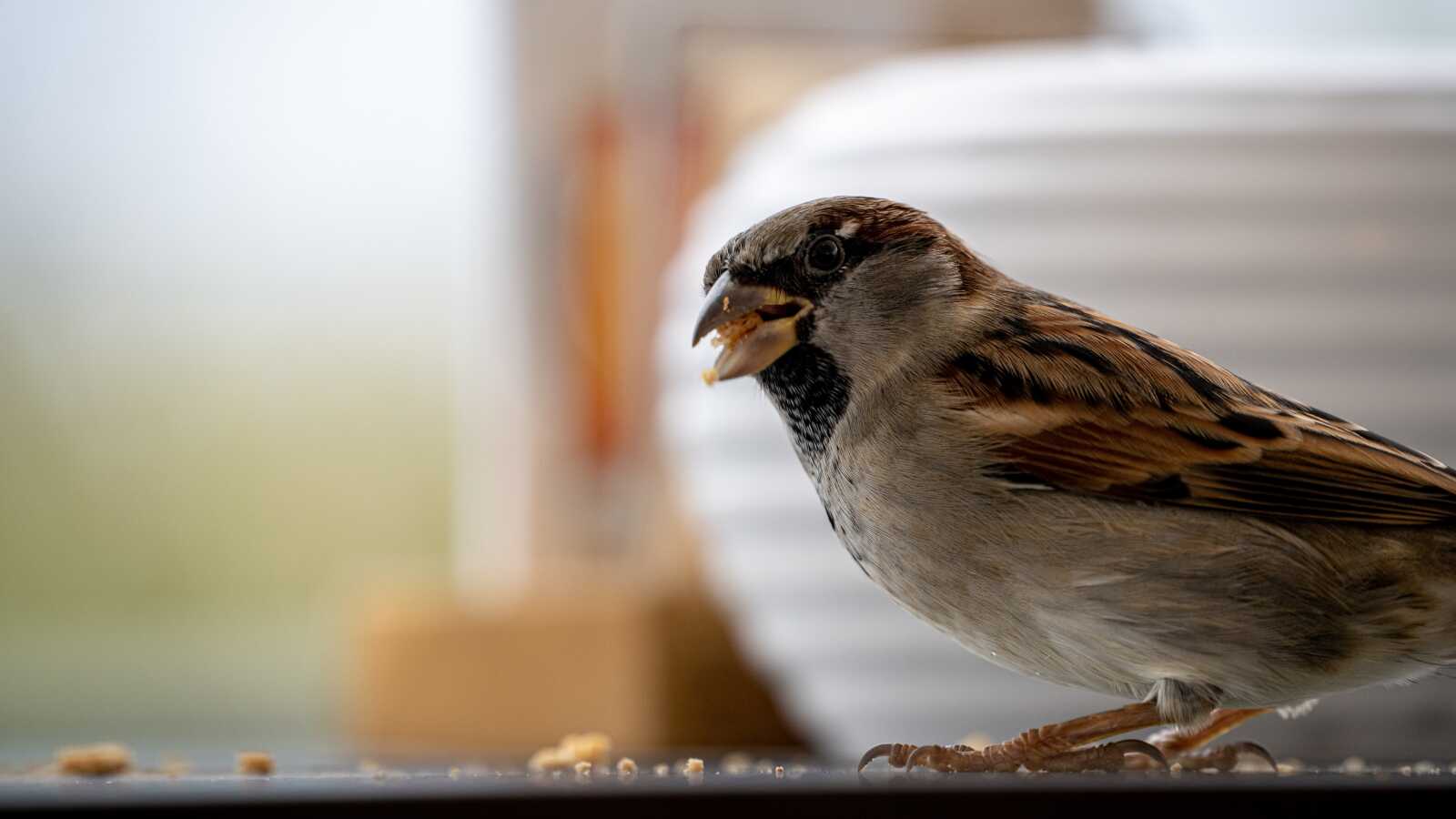 Sparrow (Bird) Wallpapers (46 images) - WallpaperCat
