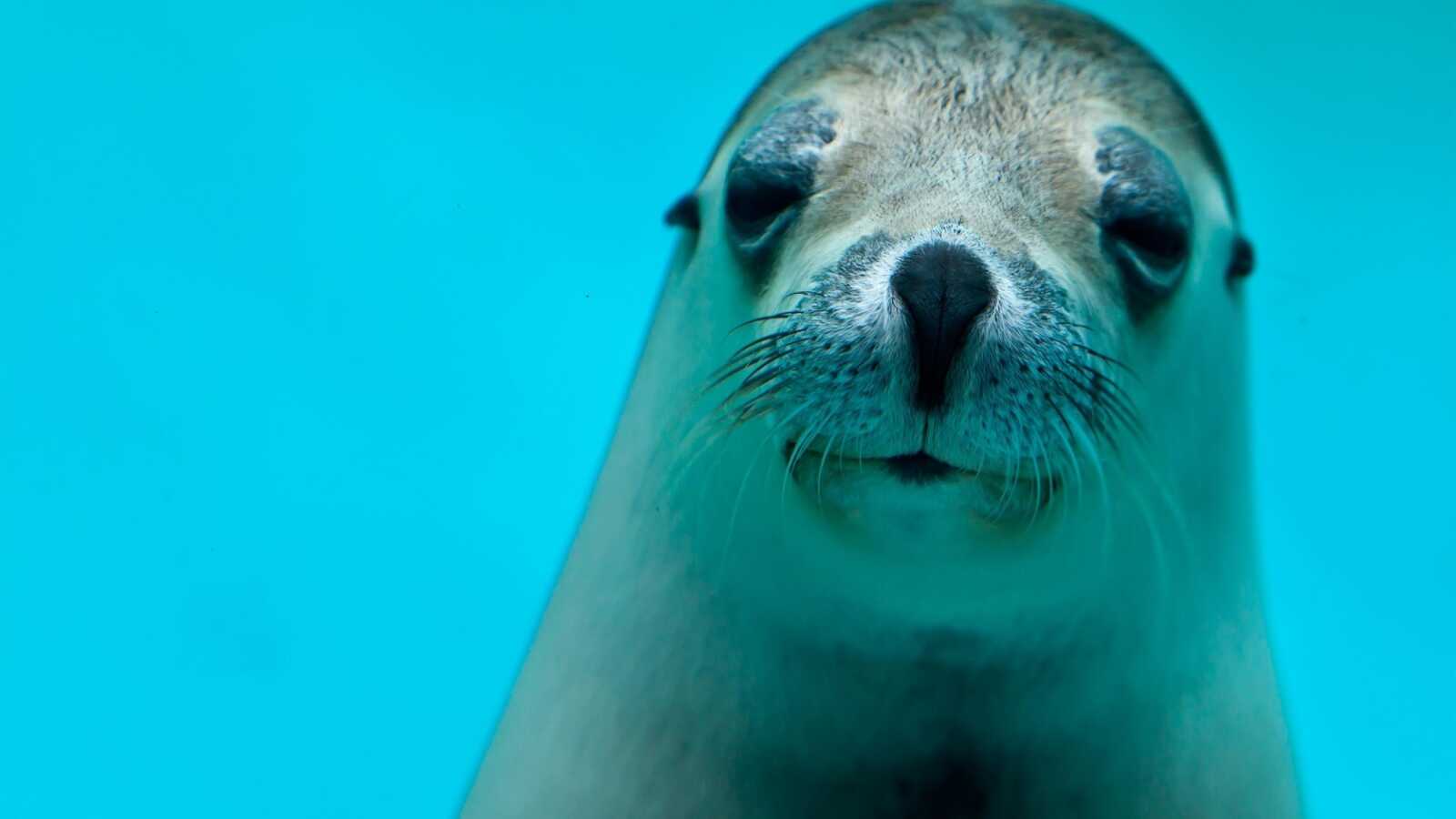 Seal Wallpapers (48 images) - WallpaperCat